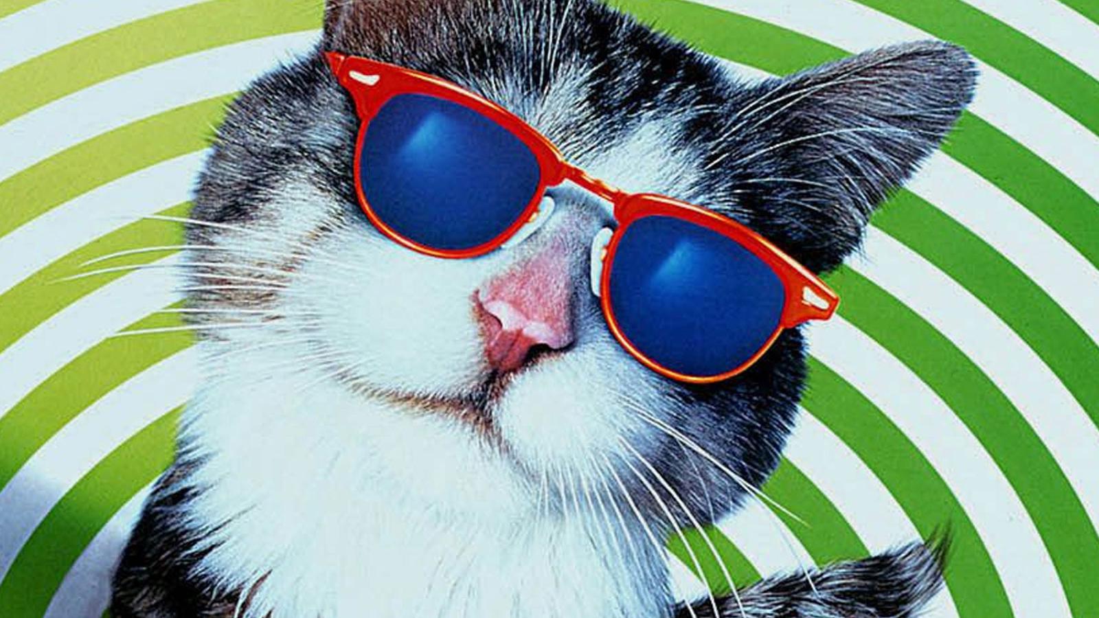 Watch That Darn Cat (1997) | Prime Video