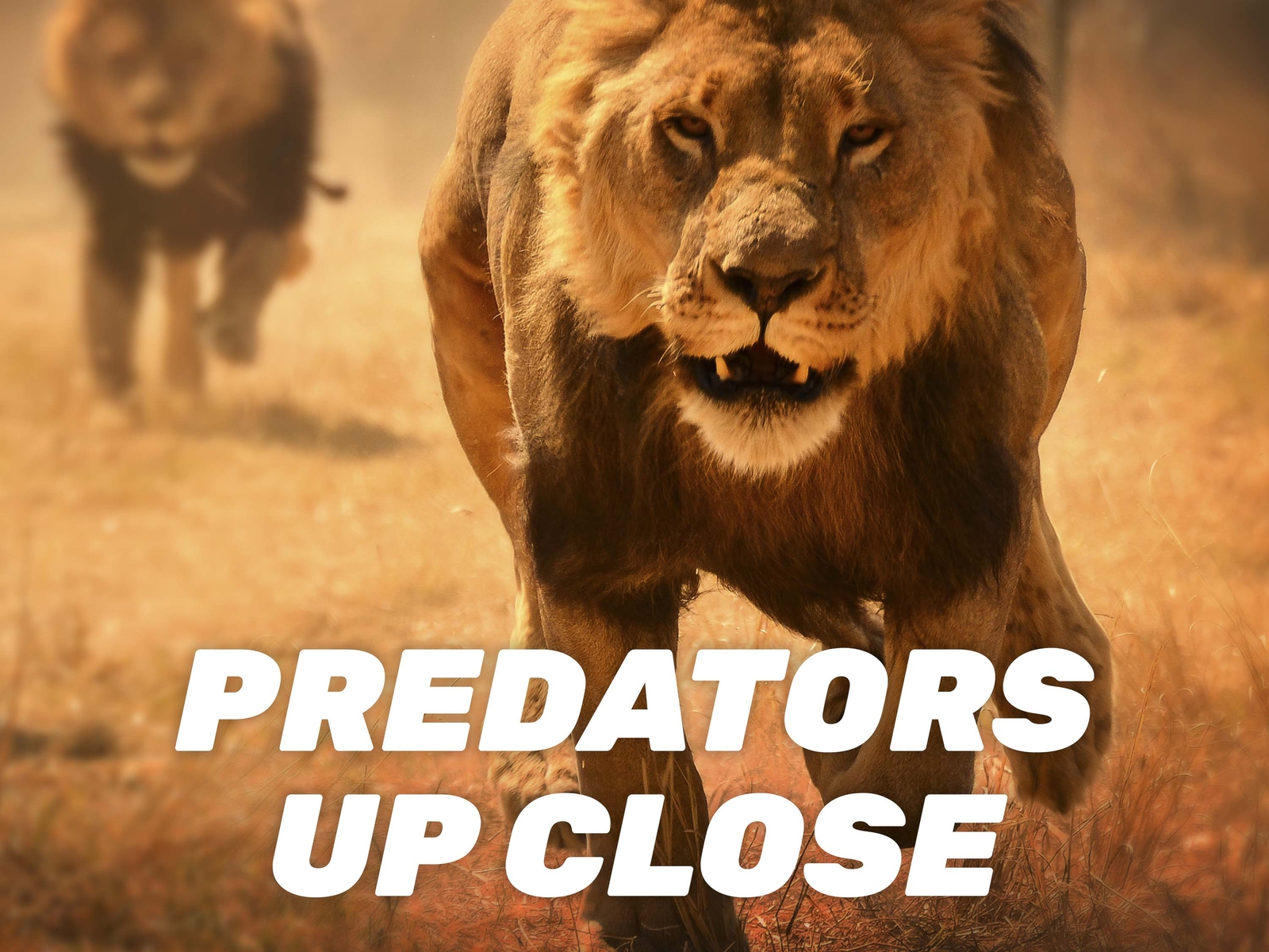 Prime Video: Predators Up Close with Joel Lambert - Season 1