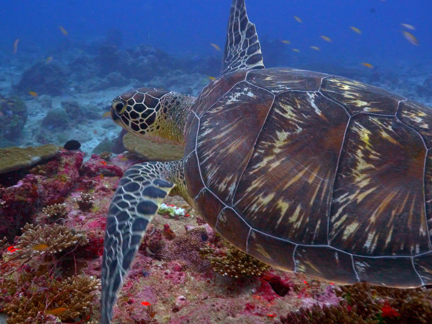 Prime Video: Great Blue Wild - Season 2