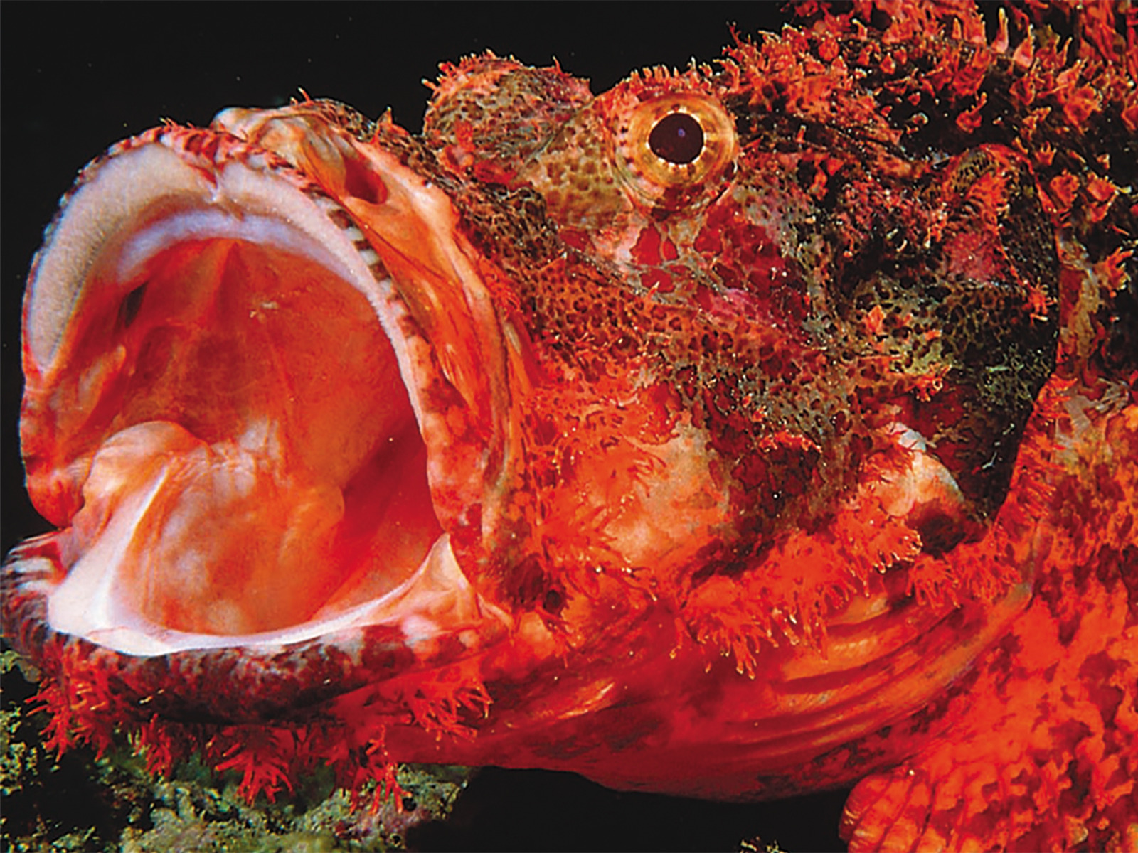 Prime Video: Ocean Odyssey: The Blue Realm