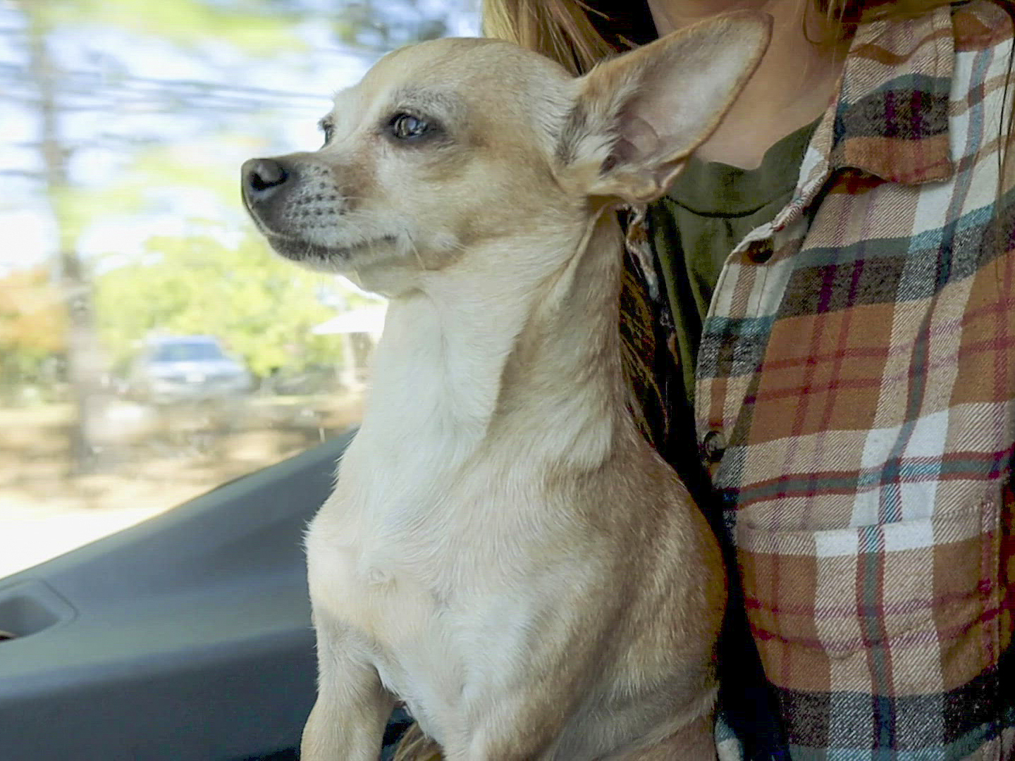 Prime Video: Ruff Life with Lee Asher - Season 1