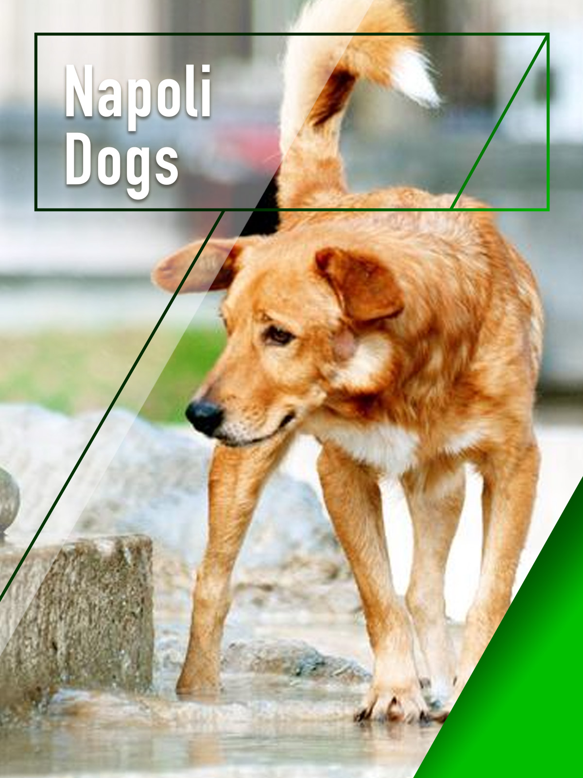 Prime Video: Napoli Dogs