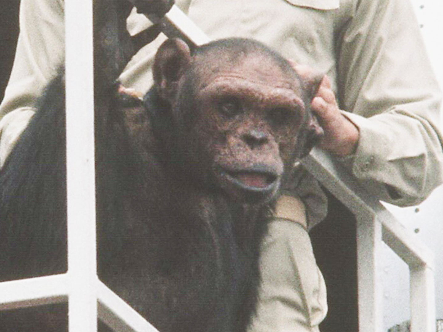 Prime Video: Quase-Humanos: A Revolução dos Macacos - Season 1