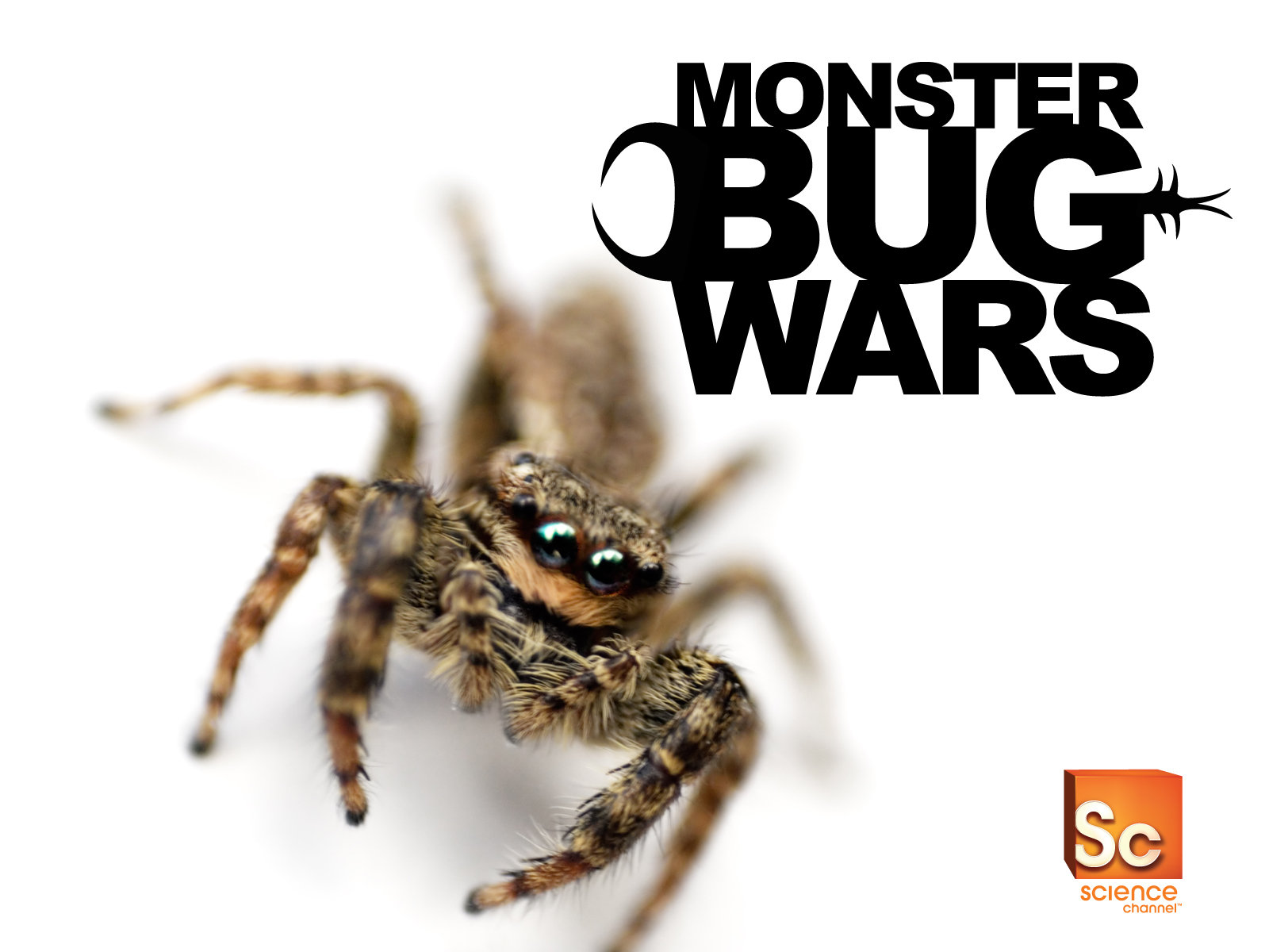 Prime Video: Monster Bug Season 1