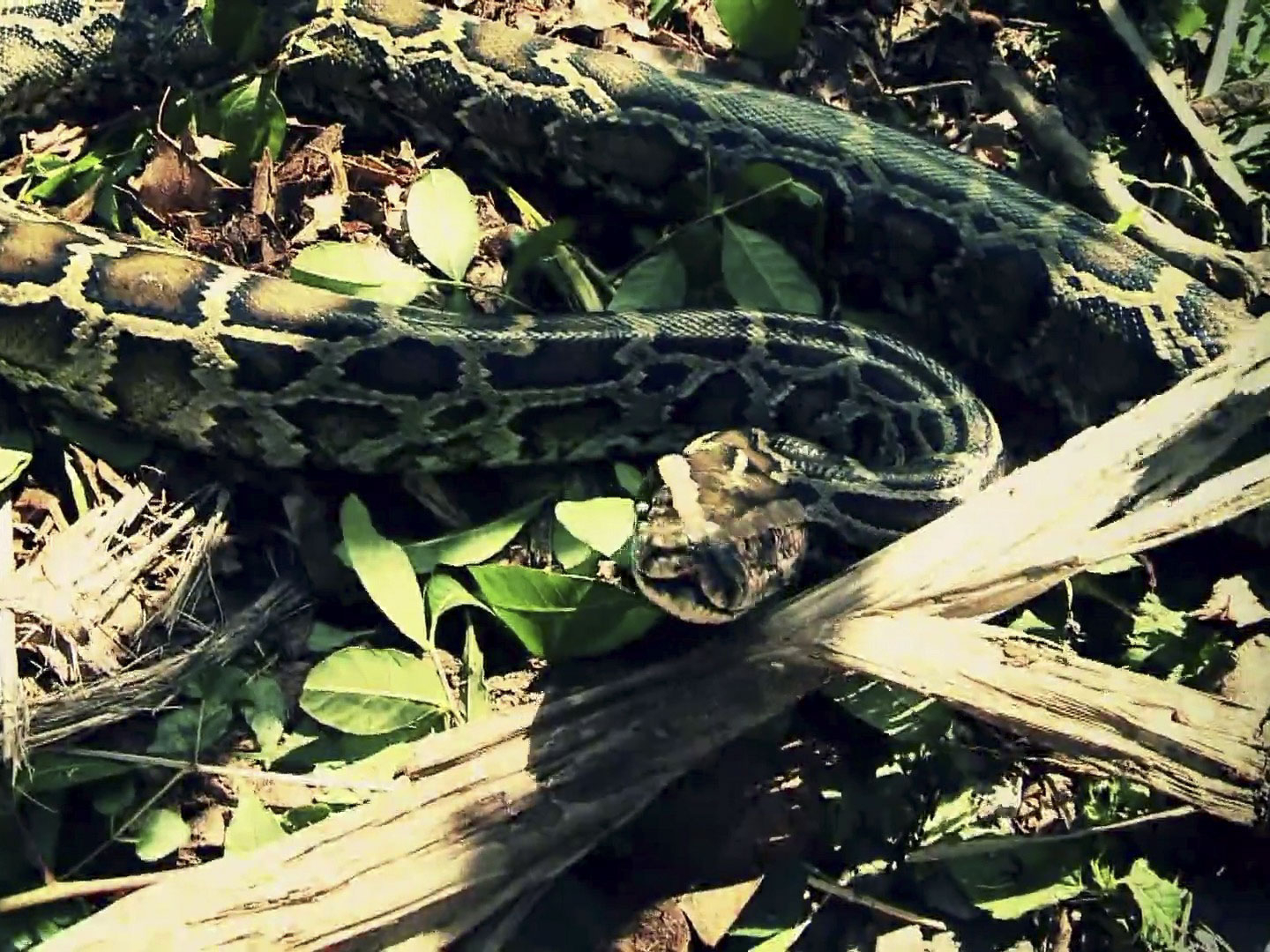 Prime Video: Swamp Wars - Season 2