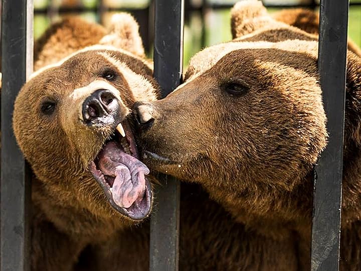 Prime Video: Project Grizzly - Season 1