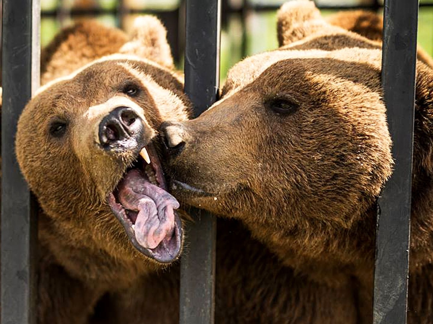 Prime Video: Project Grizzly - Season 1
