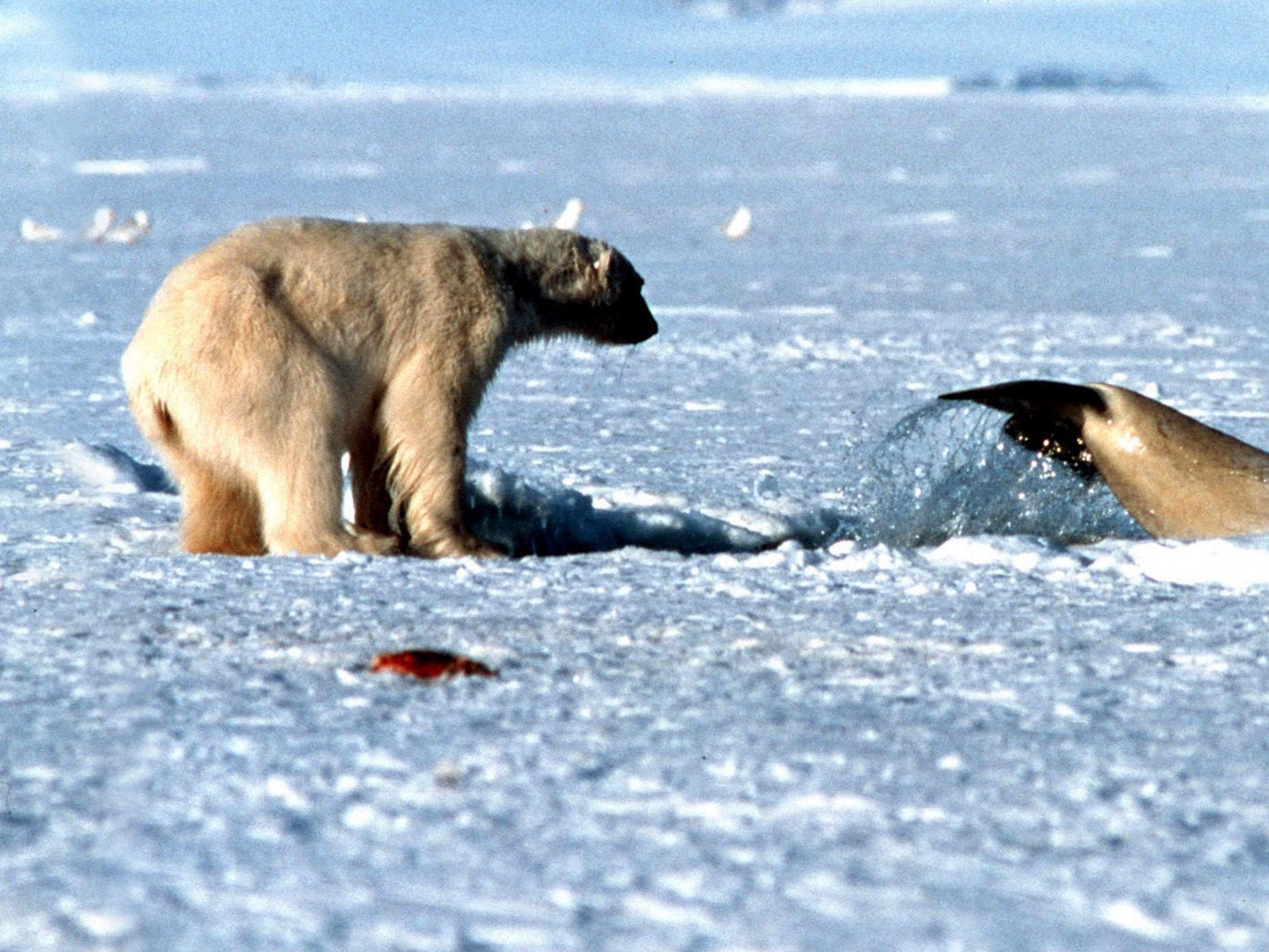 Prime Video: Blue Planet: Seas of Life - Season 1
