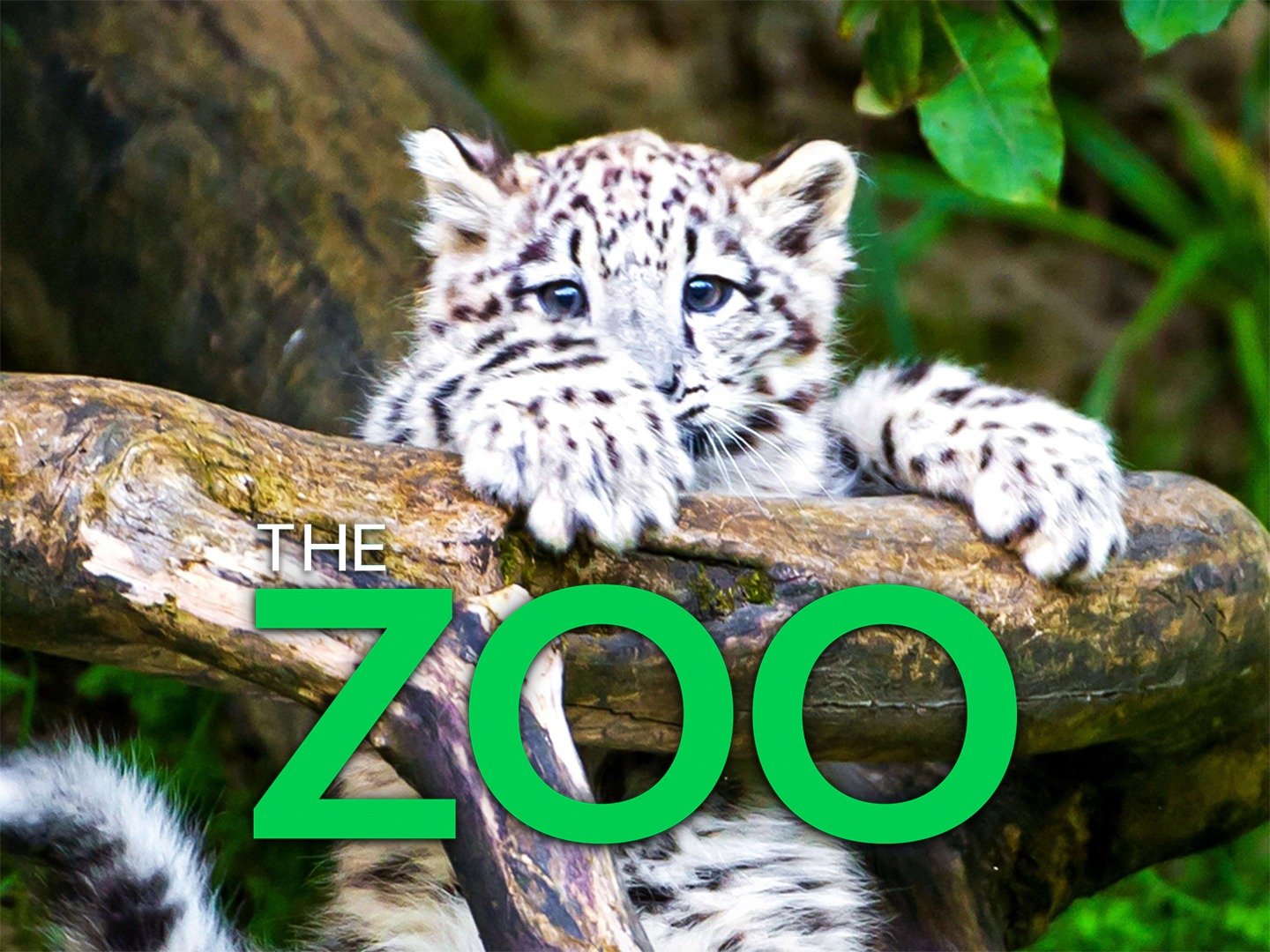Prime Video: The Zoo