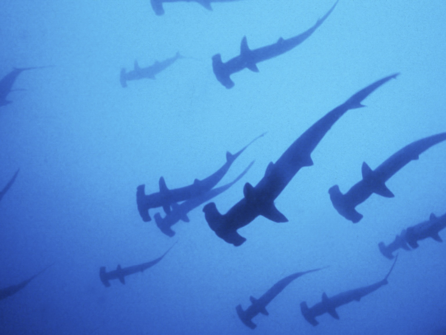 Prime Video: Blue Planet - Season 1