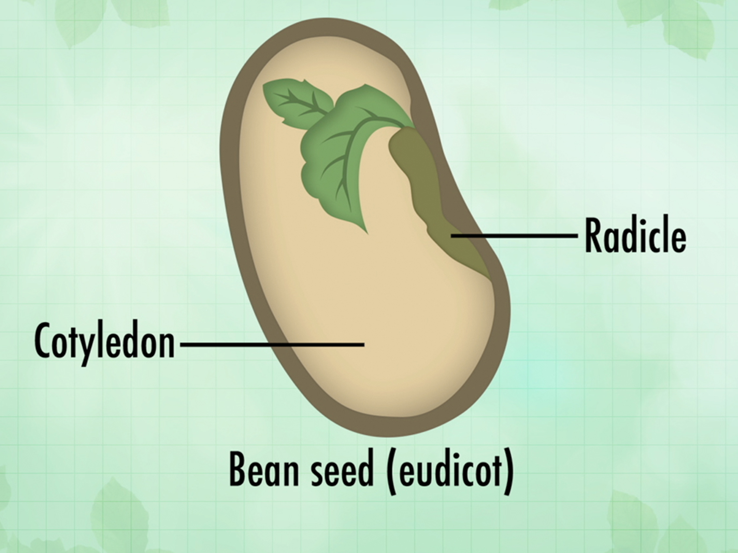 Prime Video: Plant Science: An Introduction to Botany