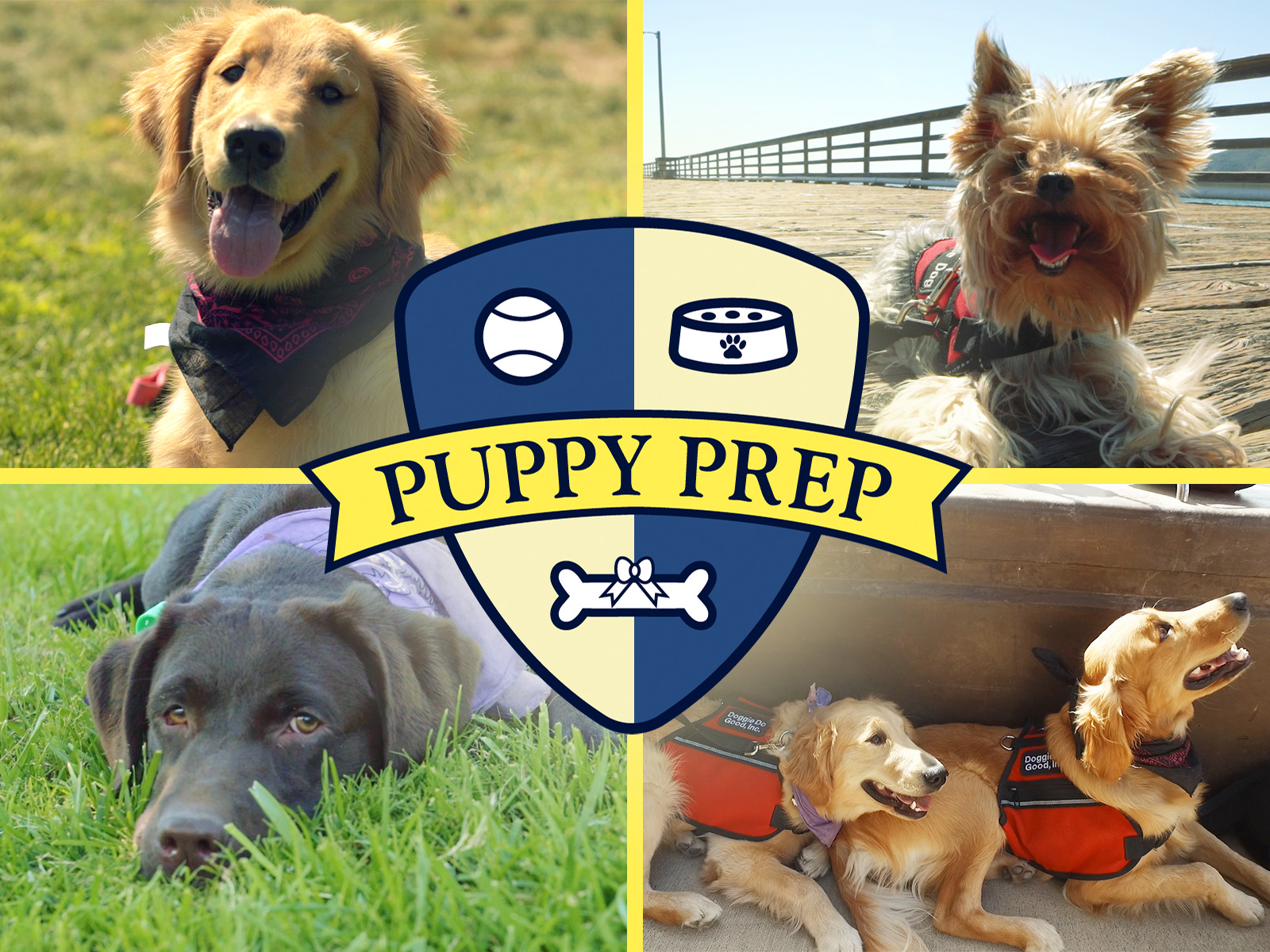Prime Video: Puppy Prep