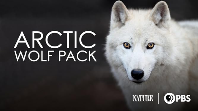 Arctic Wolf Pack