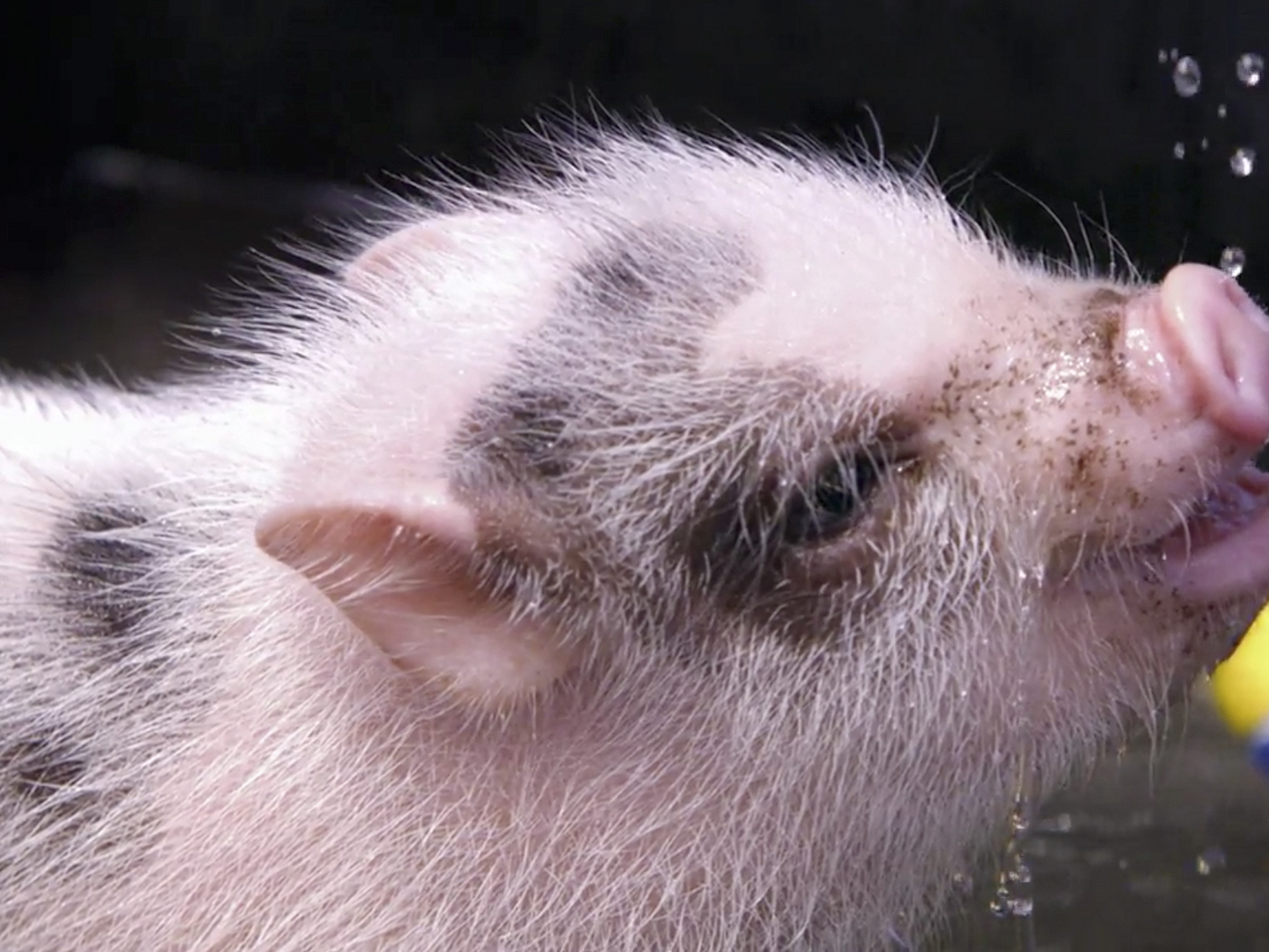 Prime Video: Too Cute! - Season 2