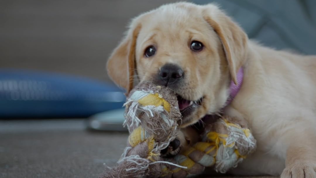 Prime Video: Pick of the Litter