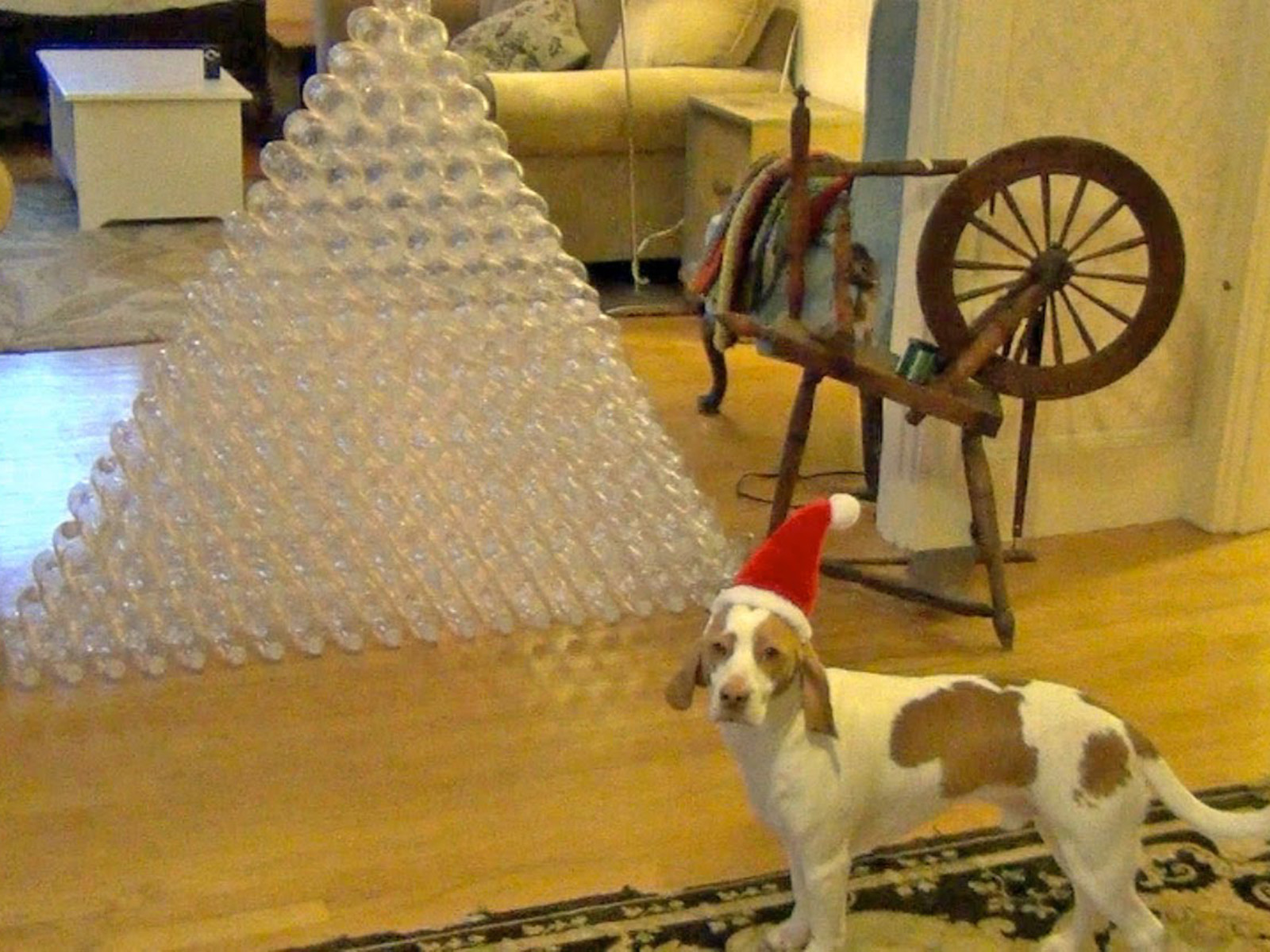 Prime Video: Maymo the Dog Christmas