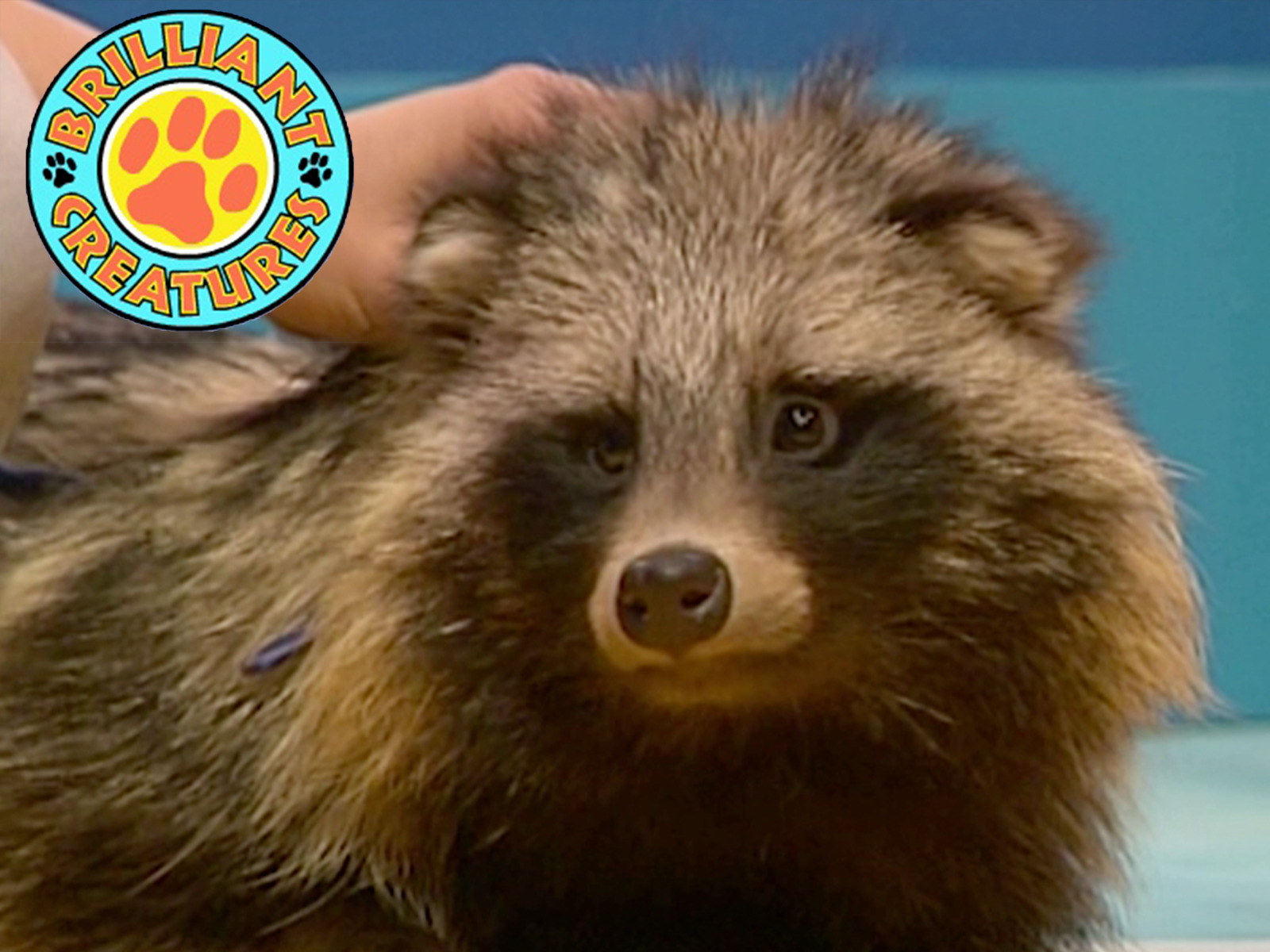 Prime Video: Brilliant Creatures