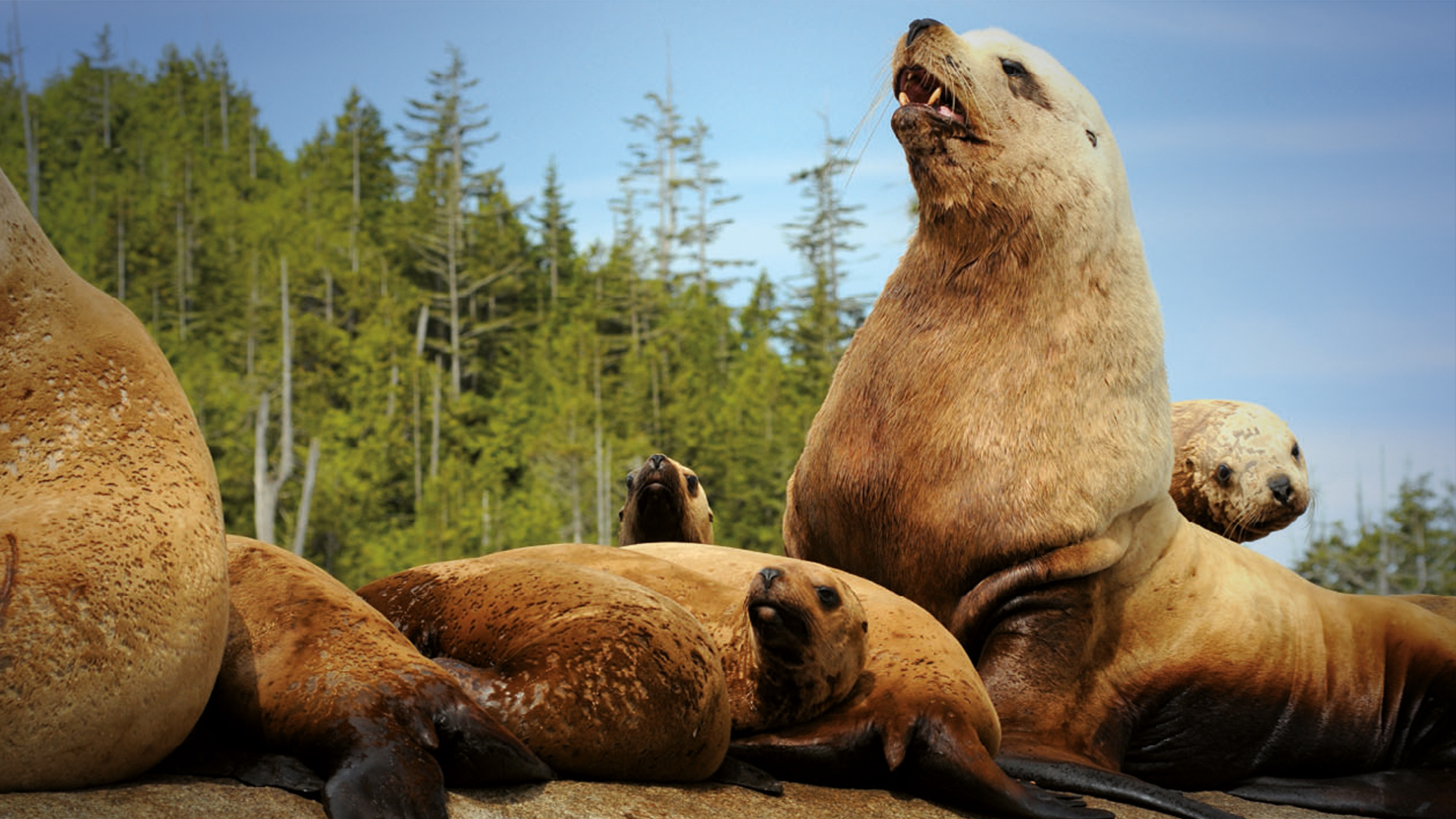 Amazon.de: Ocean Odyssey - The Blue Realm ansehen | Prime Video