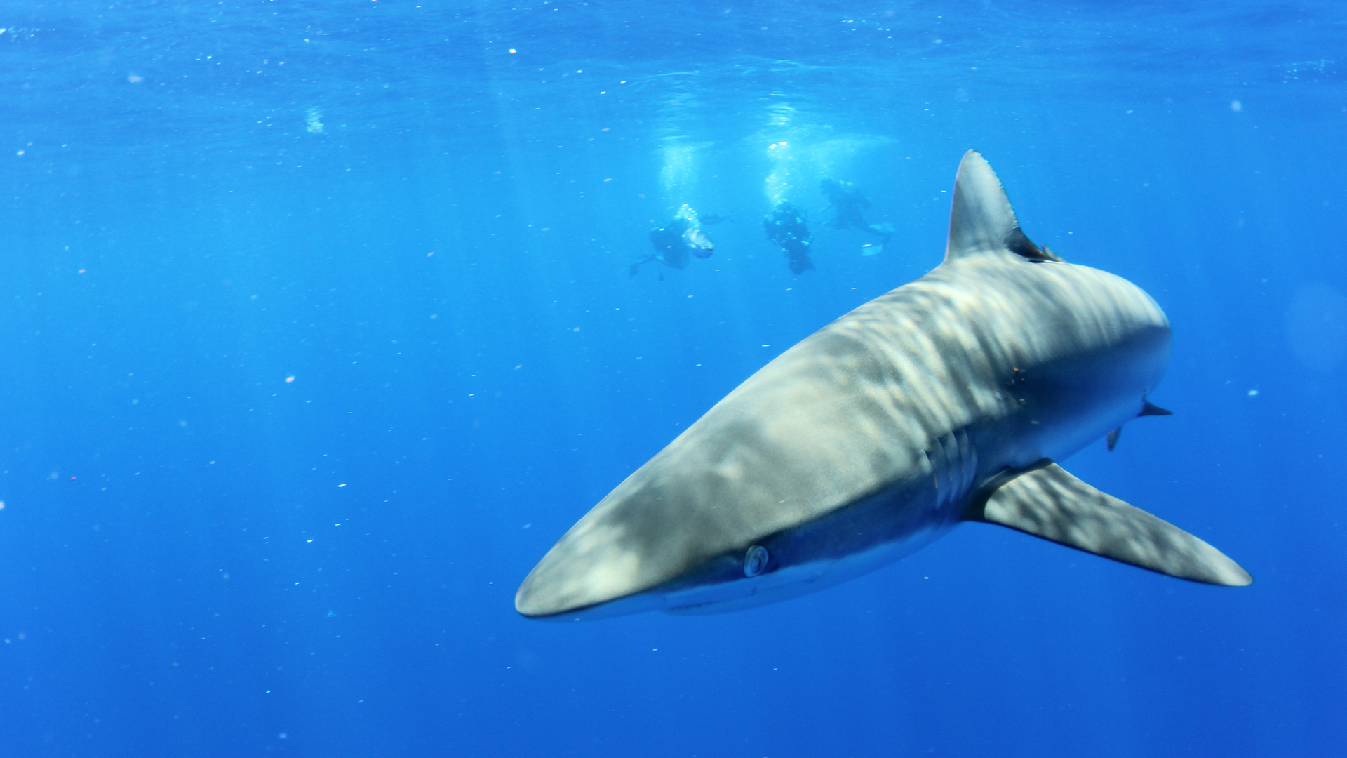 Watch Ocean Vet | Prime Video