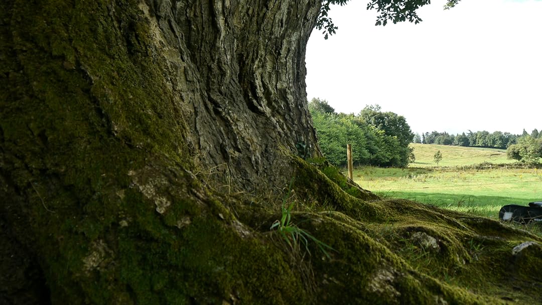 Watch Call of the Forest: The Forgotten Wisdom of Trees | Prime Video