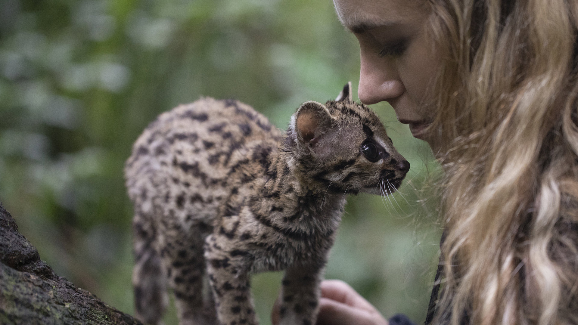 Watch Wildcat | Prime Video