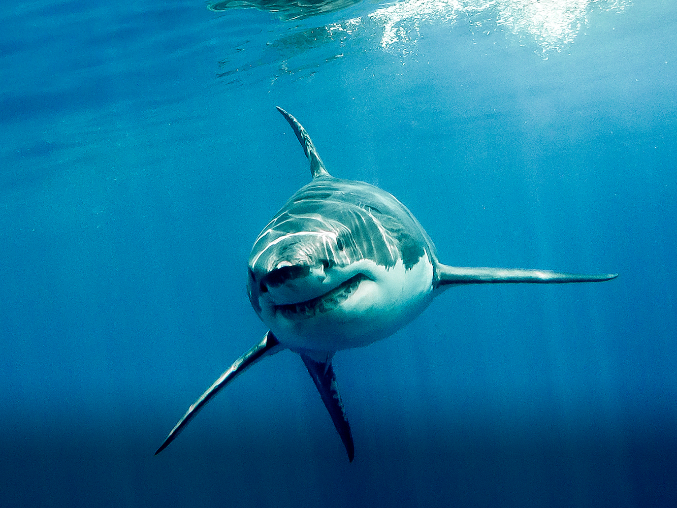 Prime Video: Shark Week - Season 2019