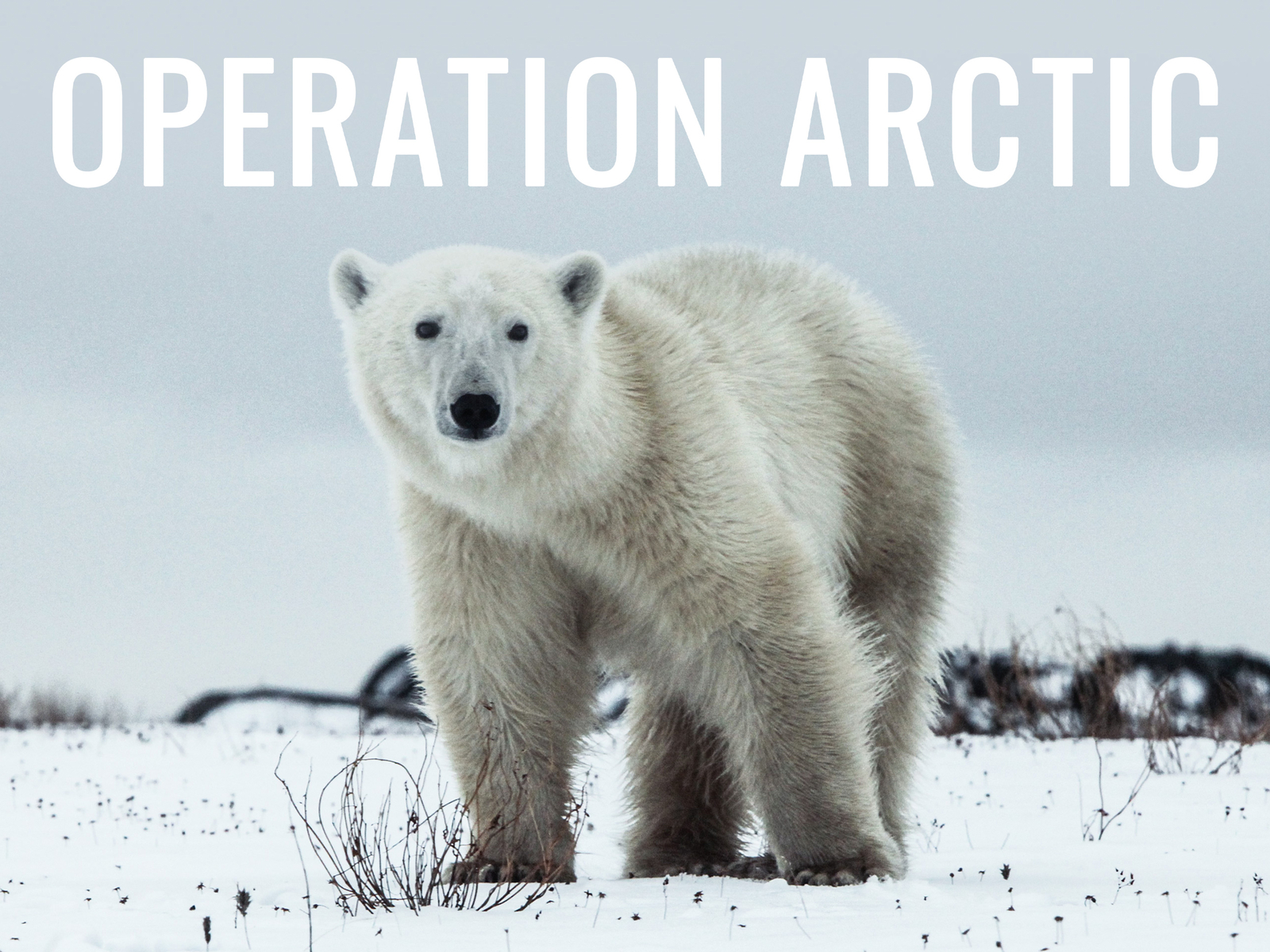 Prime Video: Operation Arctic - Season 1