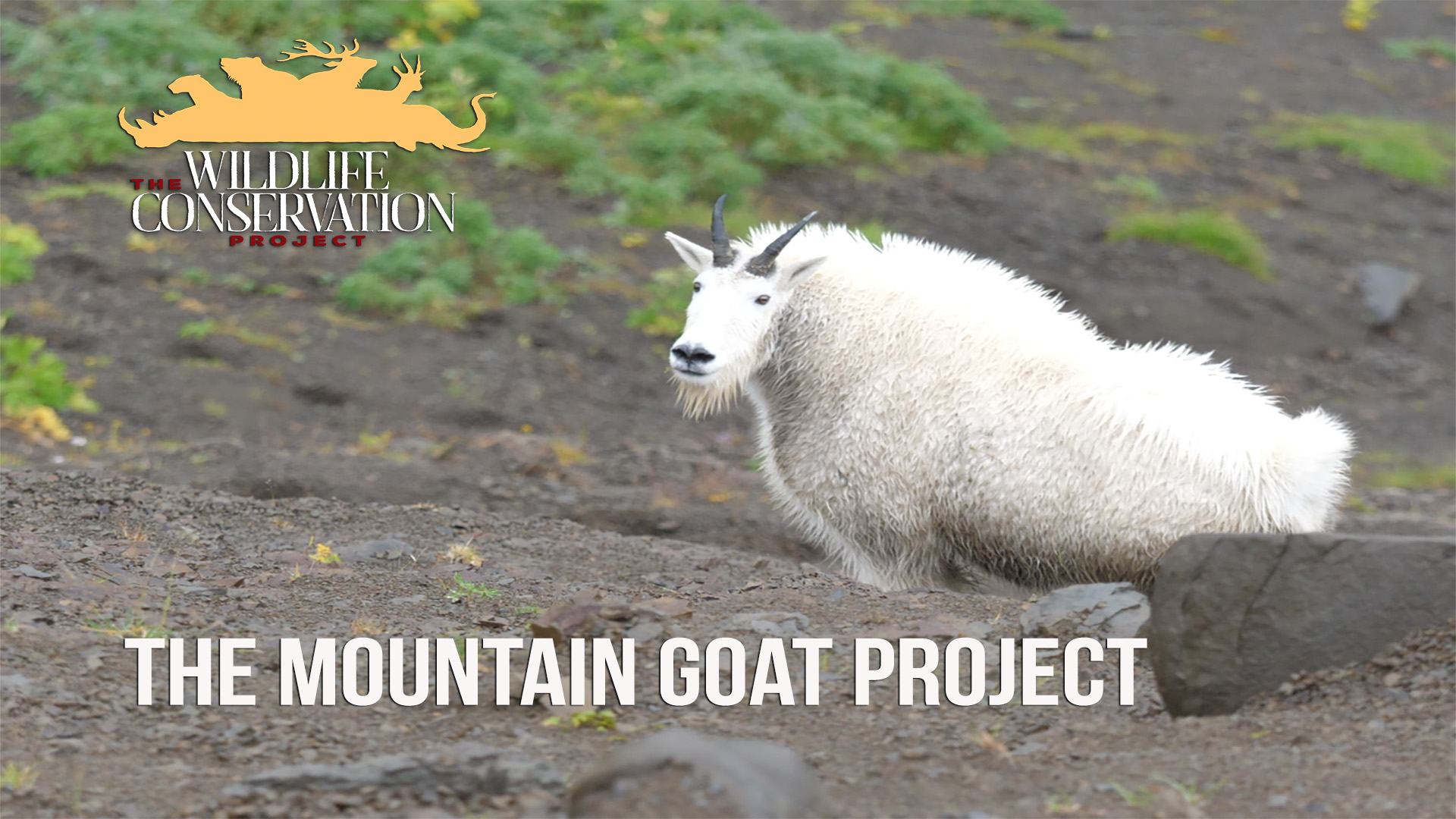 Watch The Wildlife Conservation Project: Mountain Goat | Prime Video