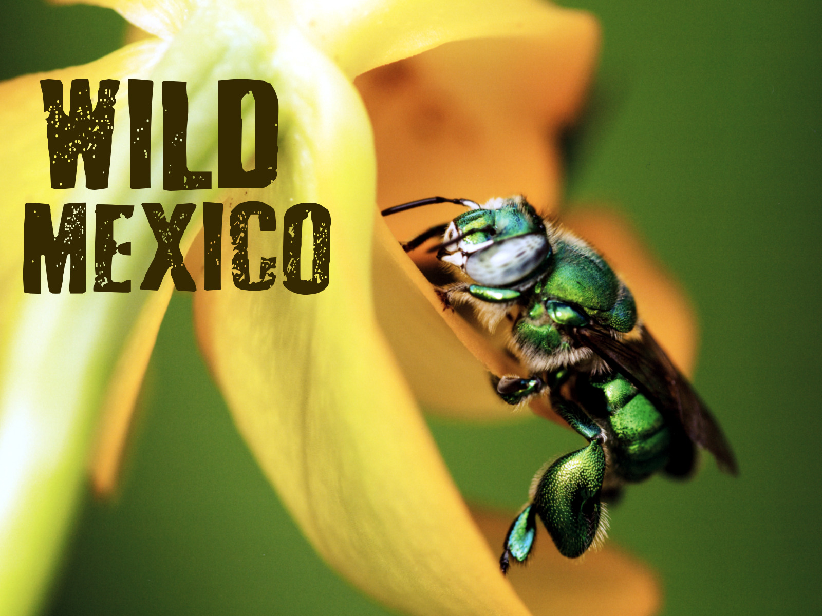Prime Video: Wild Mexico, Season 1