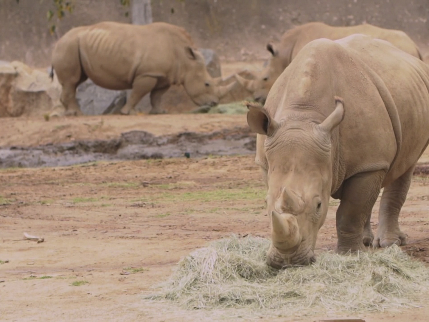 Animal Planet Orders Series Set At San Diego Zoo