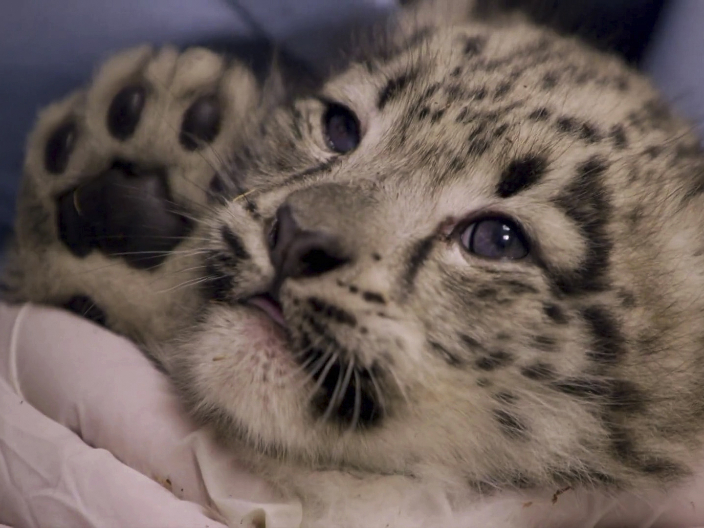 Prime Video: The Zoo - Season 2