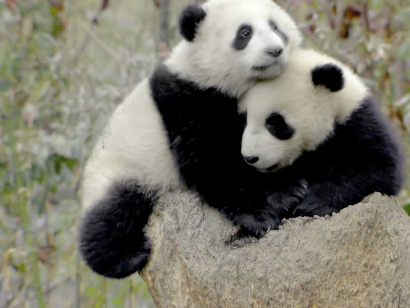 Prime Video: Pandamonium - Season 1