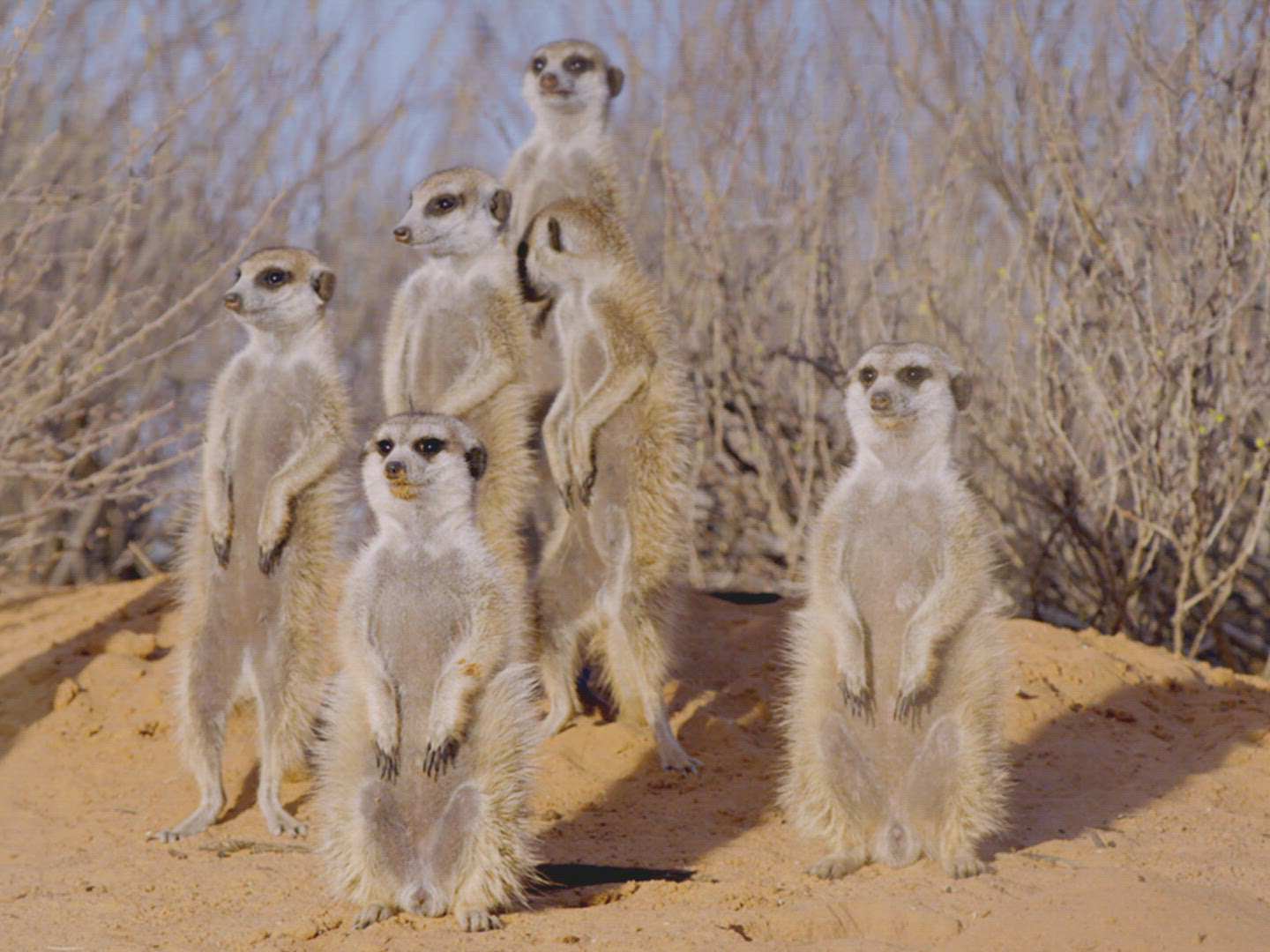 Prime Video: Meet The Meerkats - Season 1