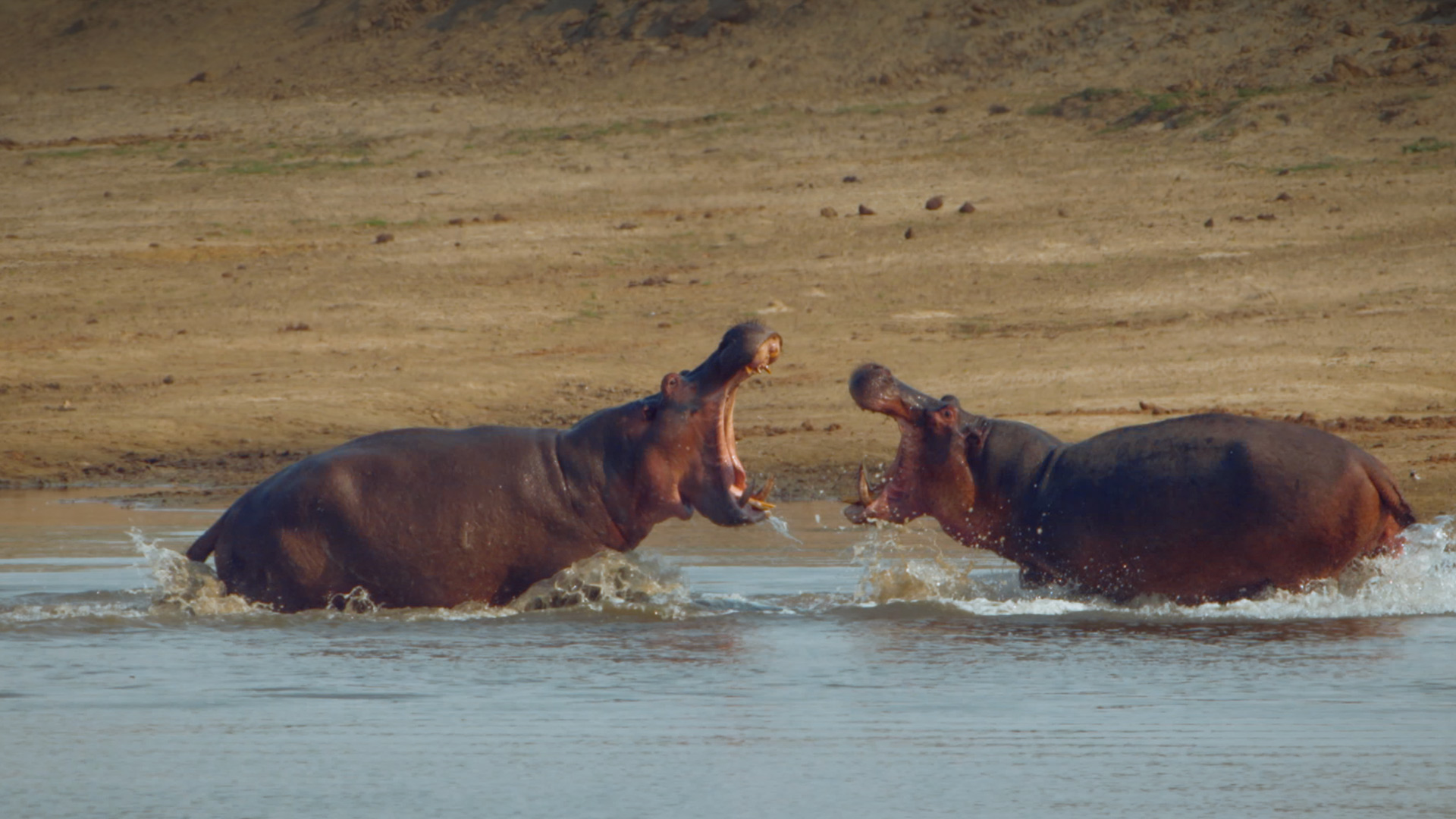 Prime Video: Untamed Valley - Season 1