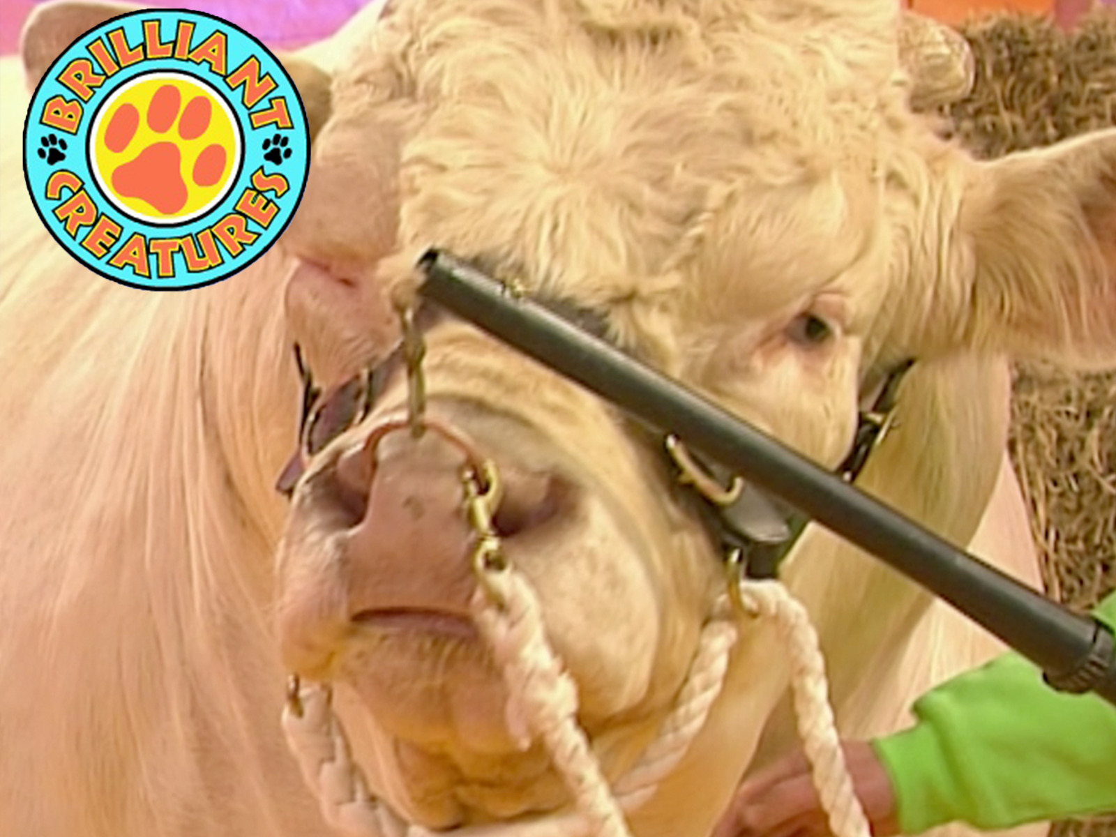 Prime Video: Brilliant Creatures