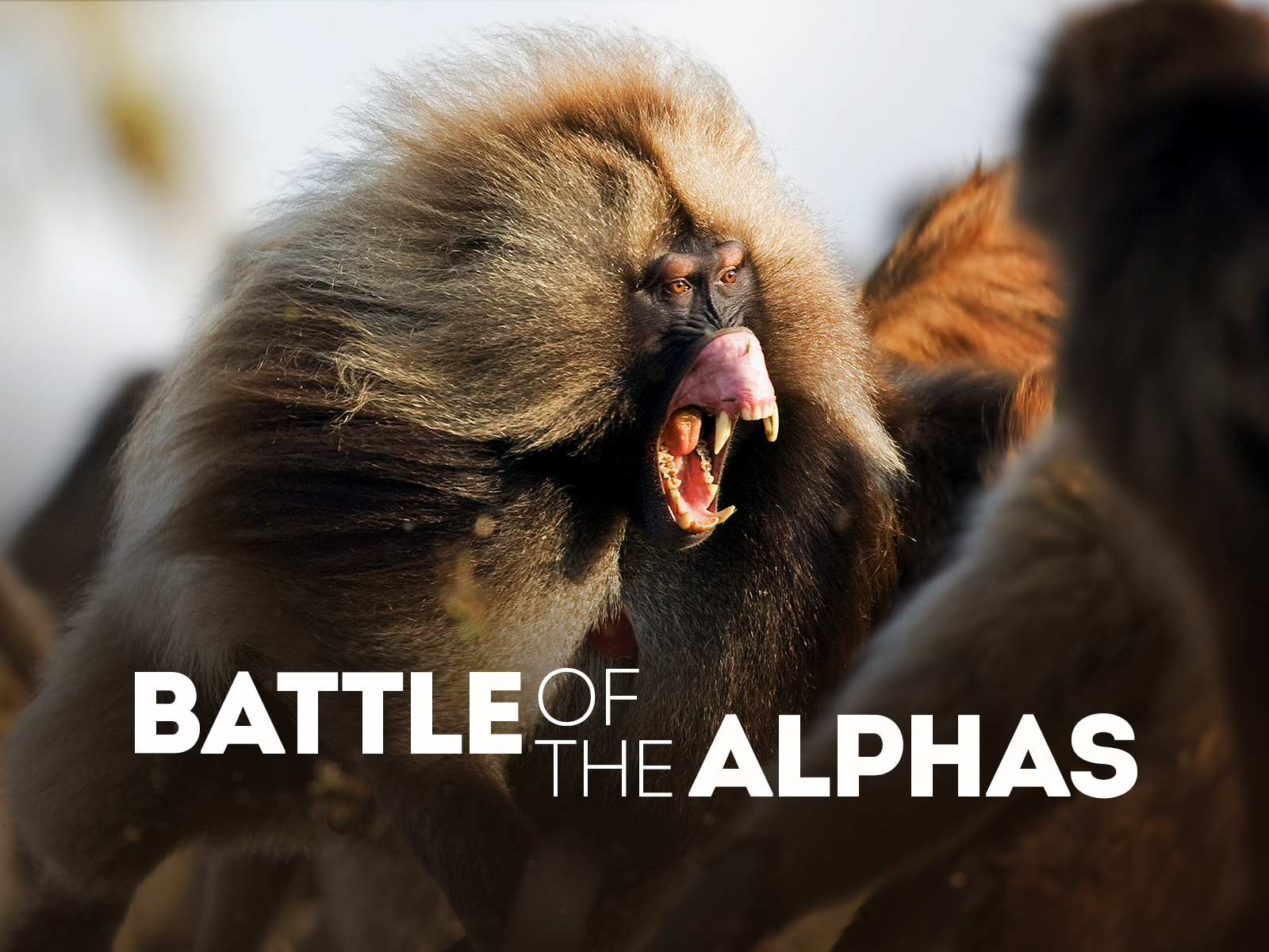 Prime Video: Battle of the Alphas