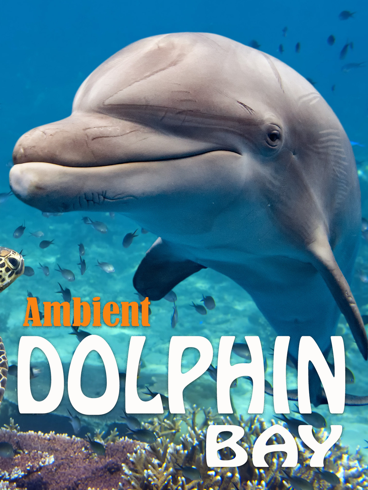 Swimming With Dolphins Ambient Blue