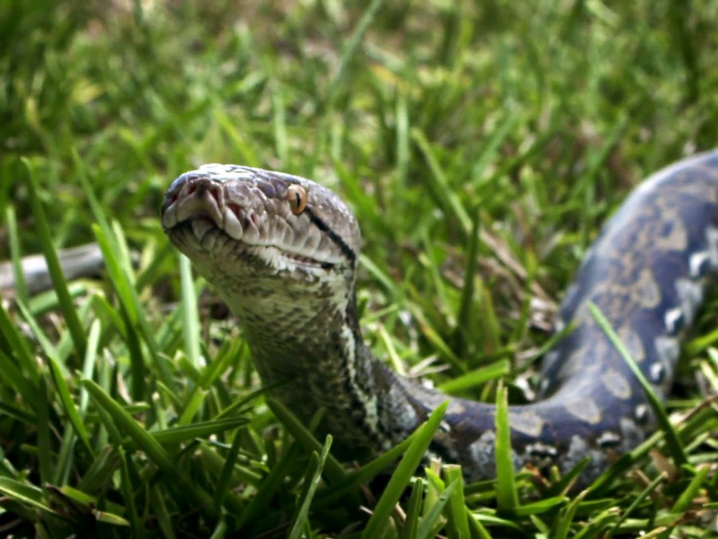 Prime Video: Man-Eating Python - Season 1