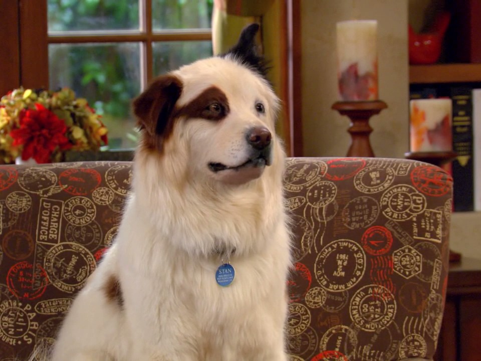 What Breed Of Dog Is Stan From Dog With A Blog