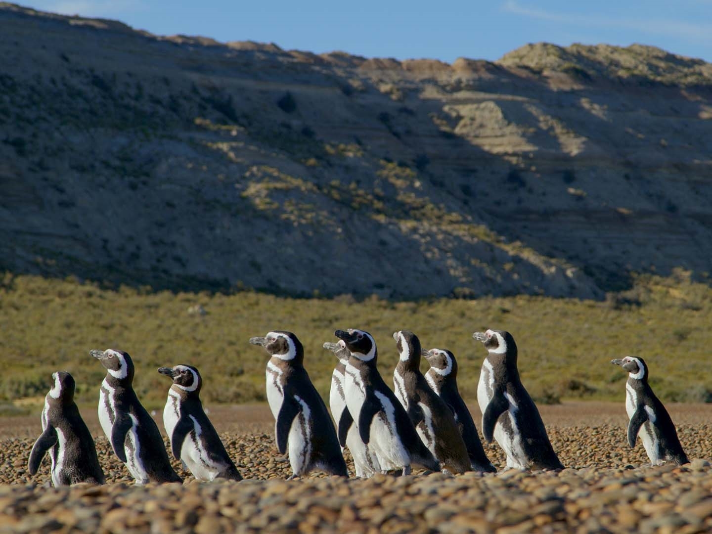 Prime Video: Patagonia: Life On the Edge of the World - Season 1