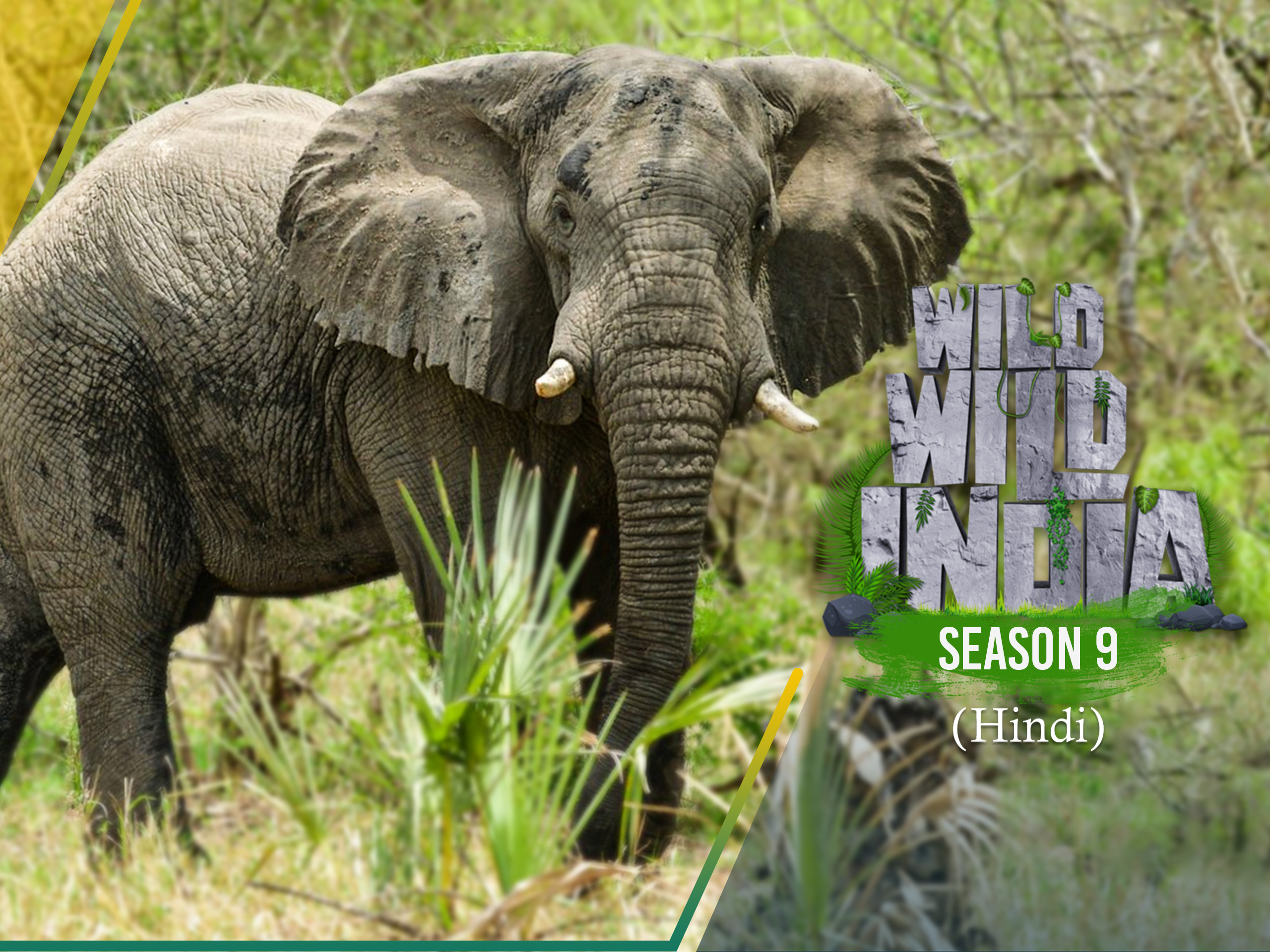 Prime Video: Wild Wild India Hindi