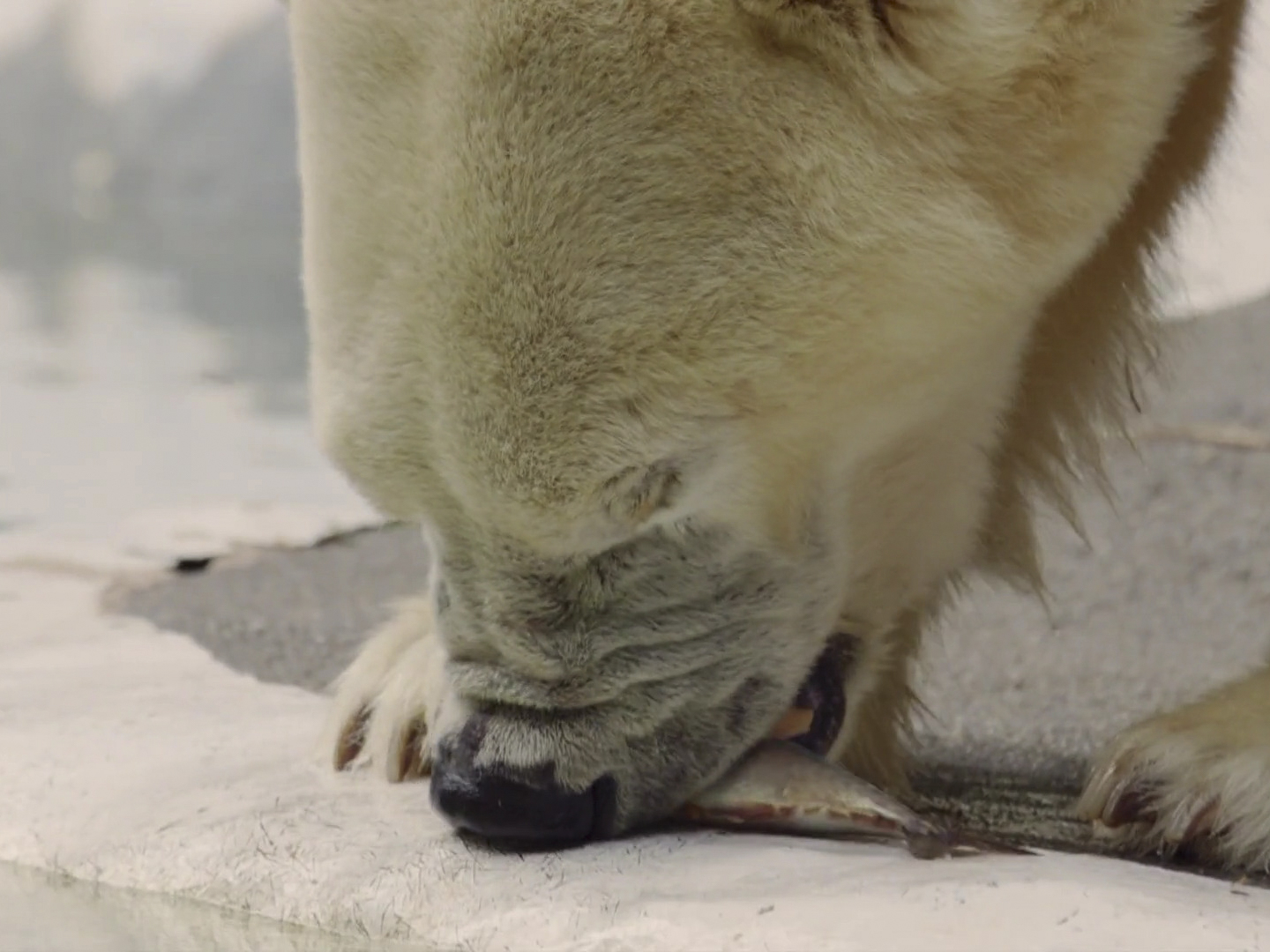 Prime Video: The Zoo - Season 2