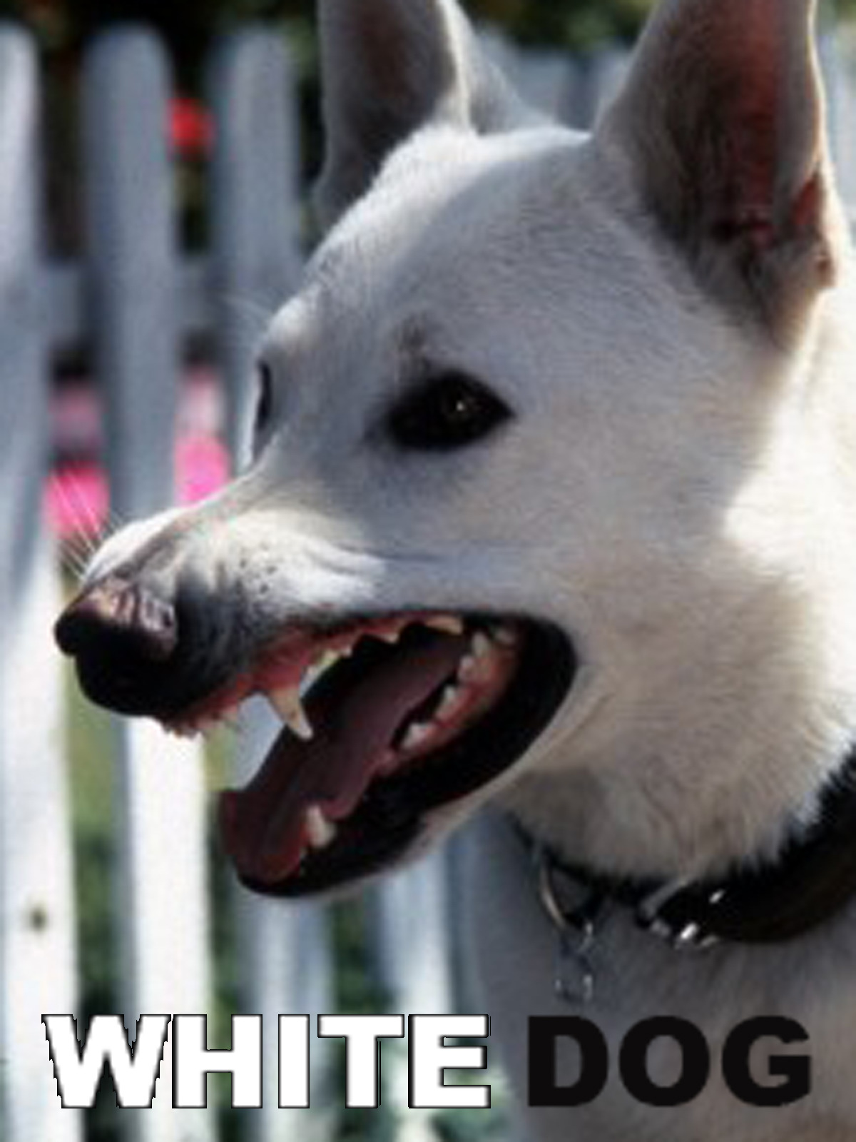 Prime Video: White Dog