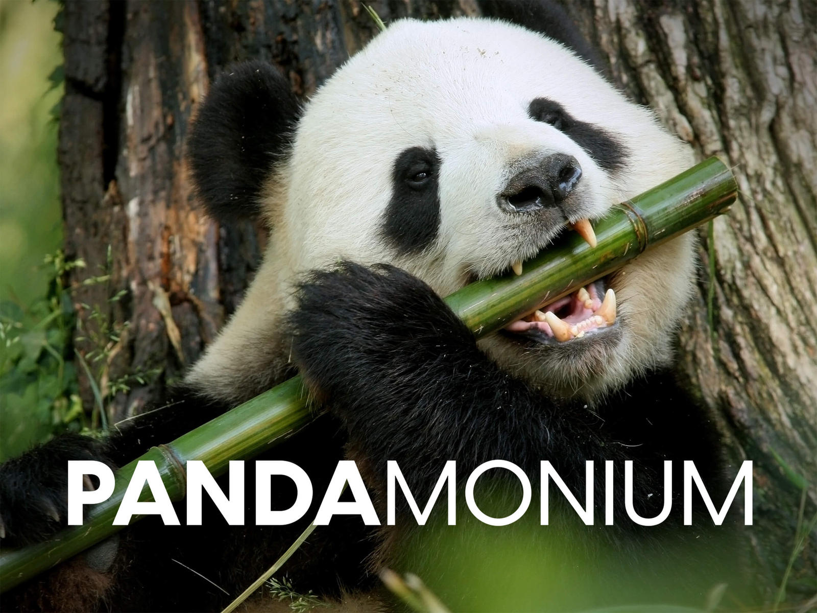 Prime Video: Pandamonium - Season 1