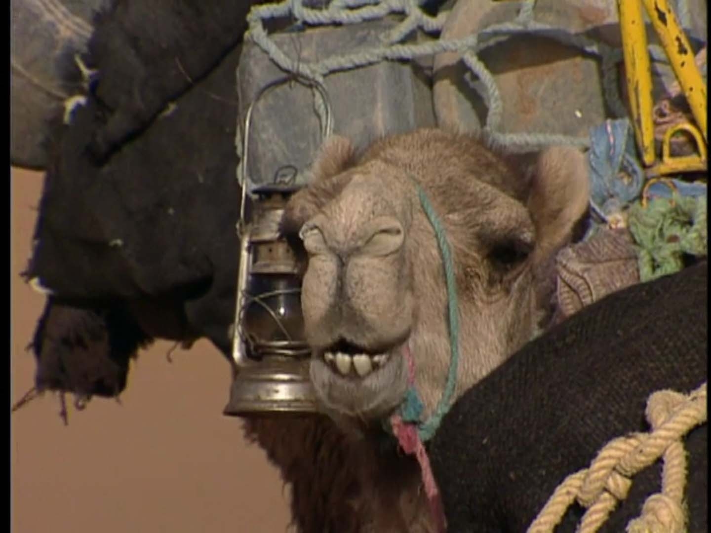 Prime Video: The Jeff Corwin Experience - Season 2