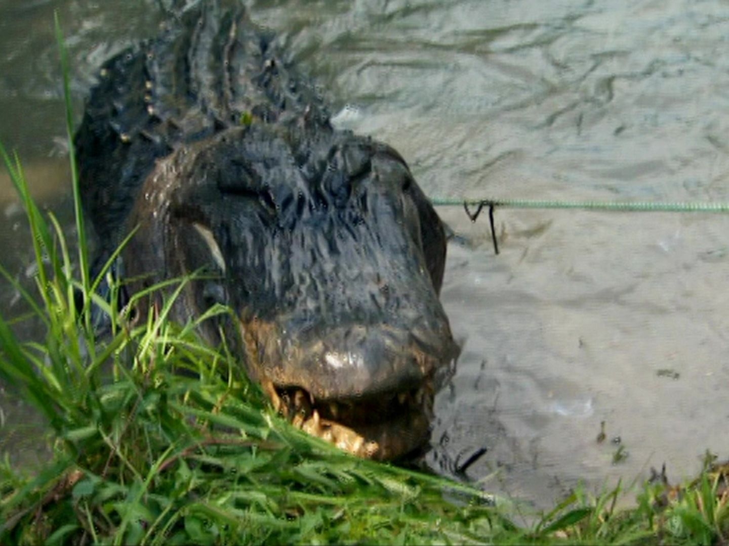 Prime Video: Swamp Brothers - Season 1