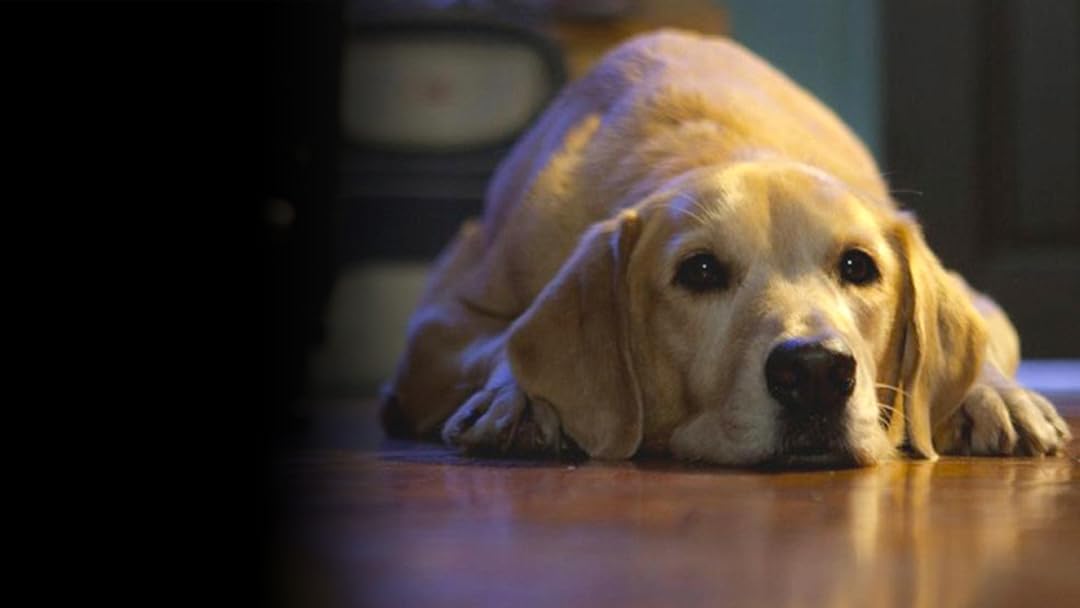 Prime Video: My Dog Dou Dou