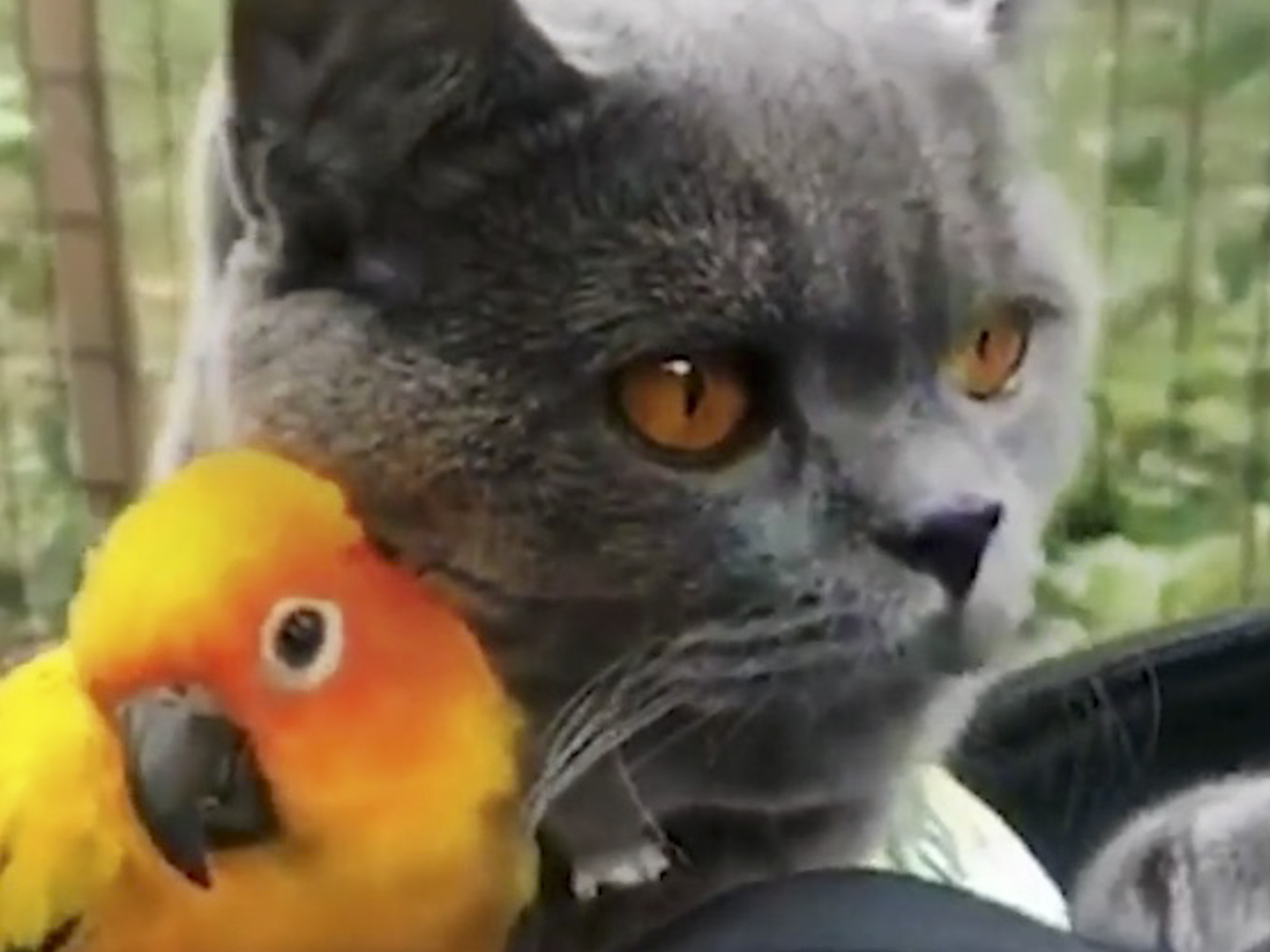 Prime Video: Kids: Best Animal Friends - Season 6