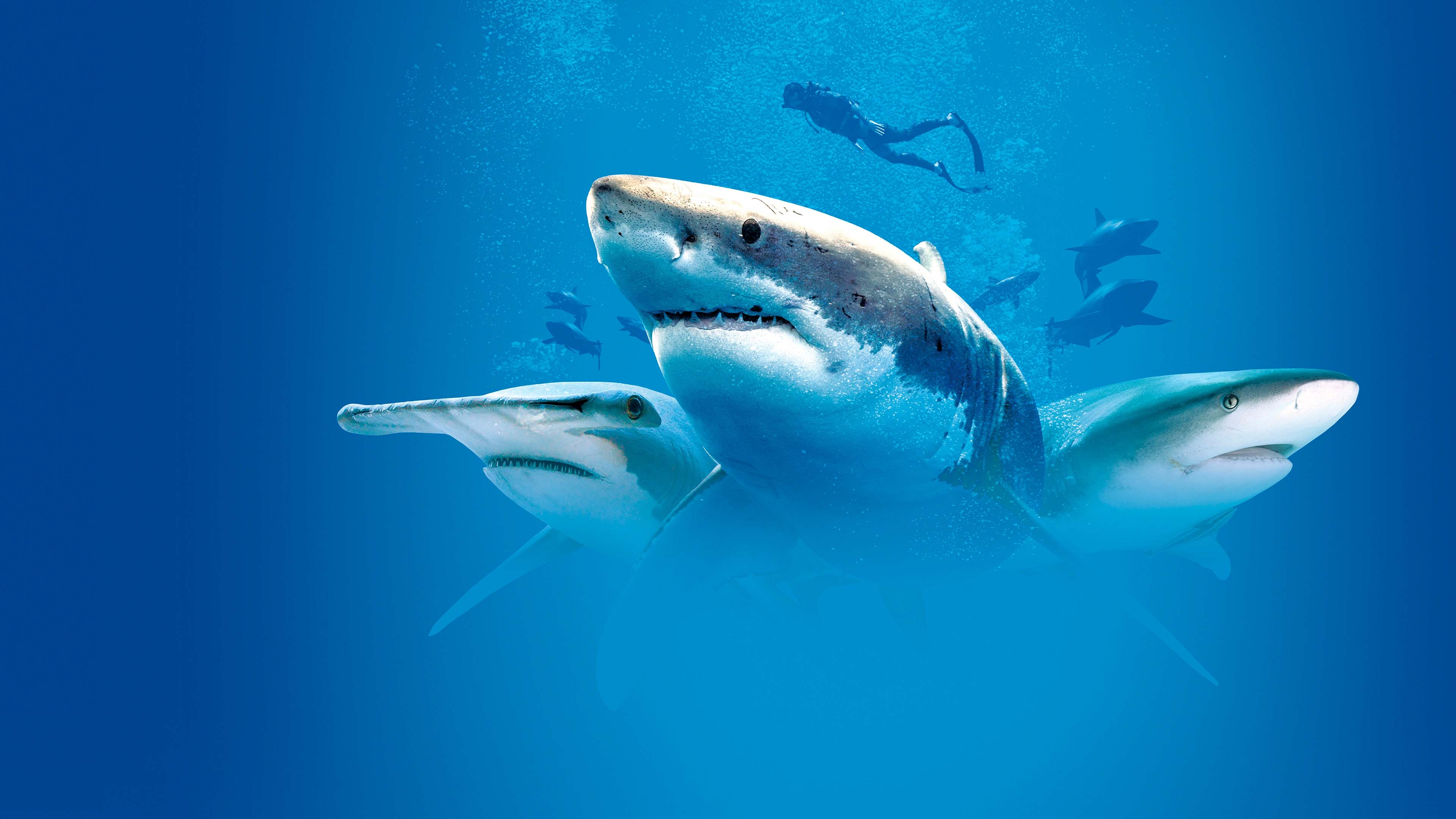 Prime Video: Shark Week - Season 2010
