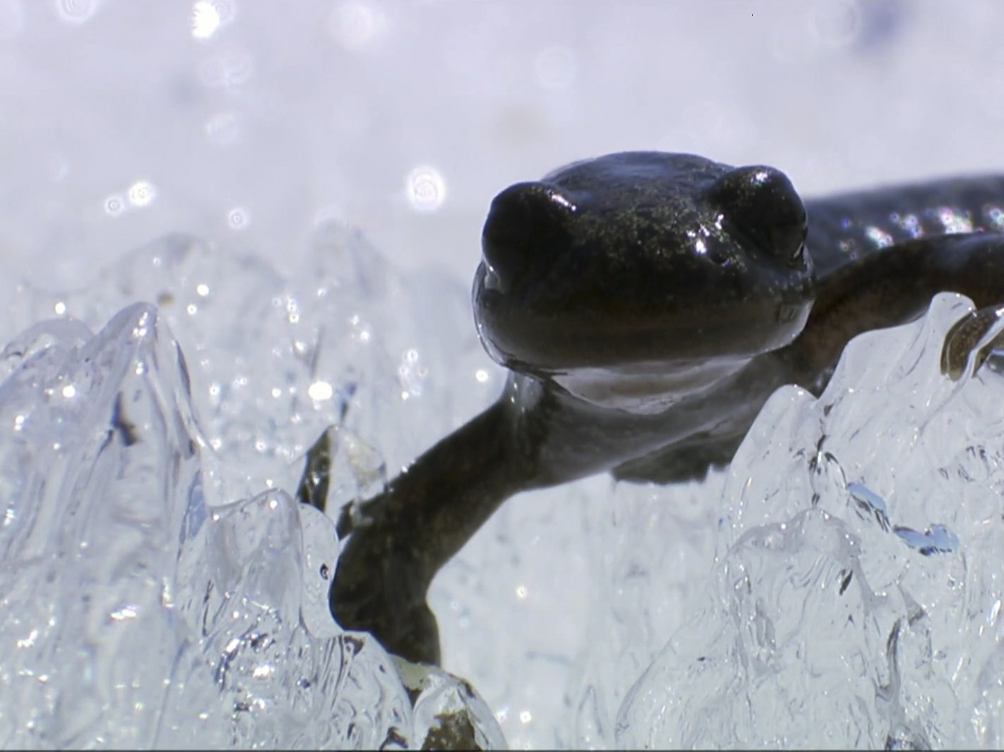 Prime Video: Wild Russia - Season 1